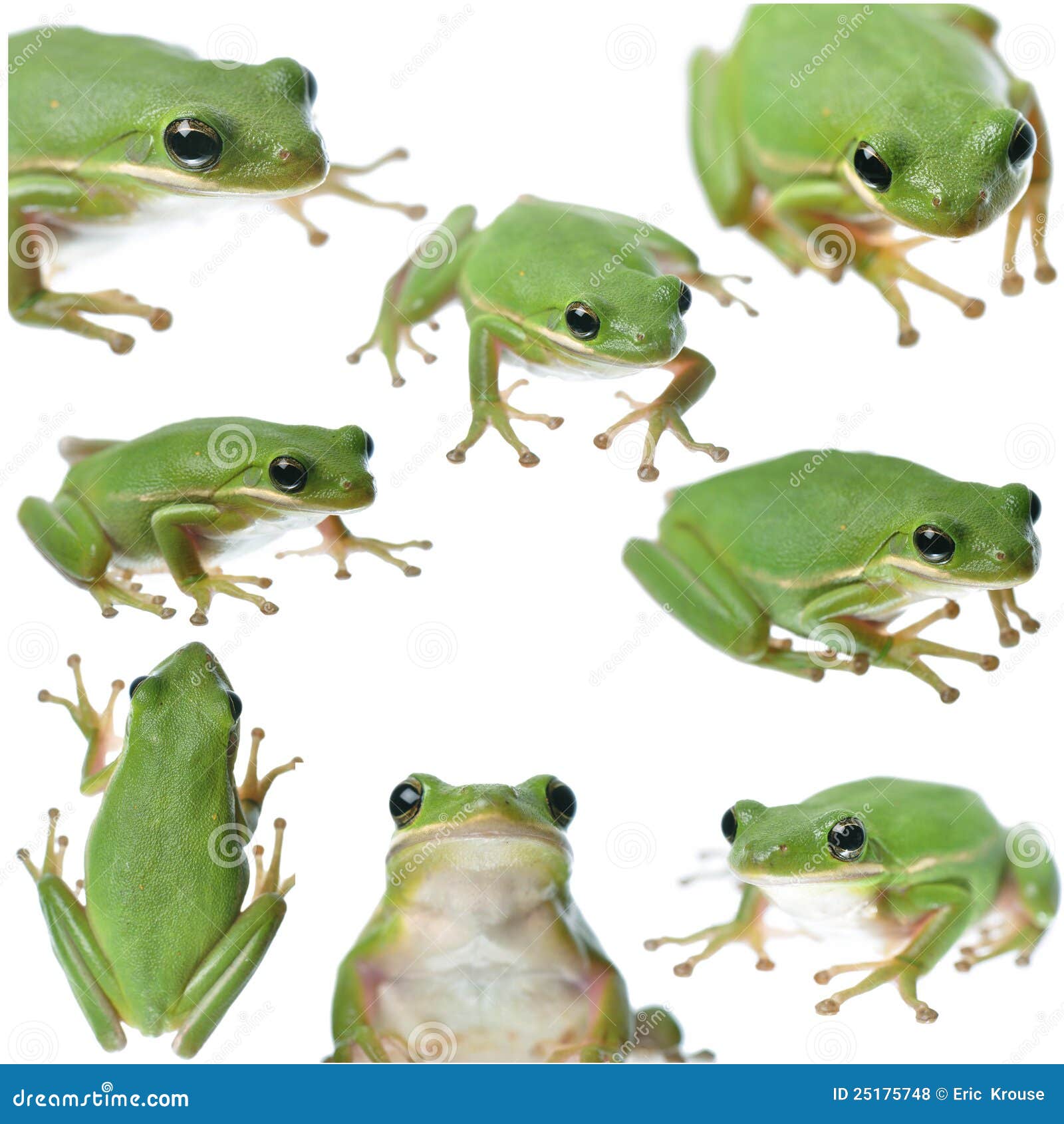 Frog Collage stock photo. Image of looking, copyspace - 25175748