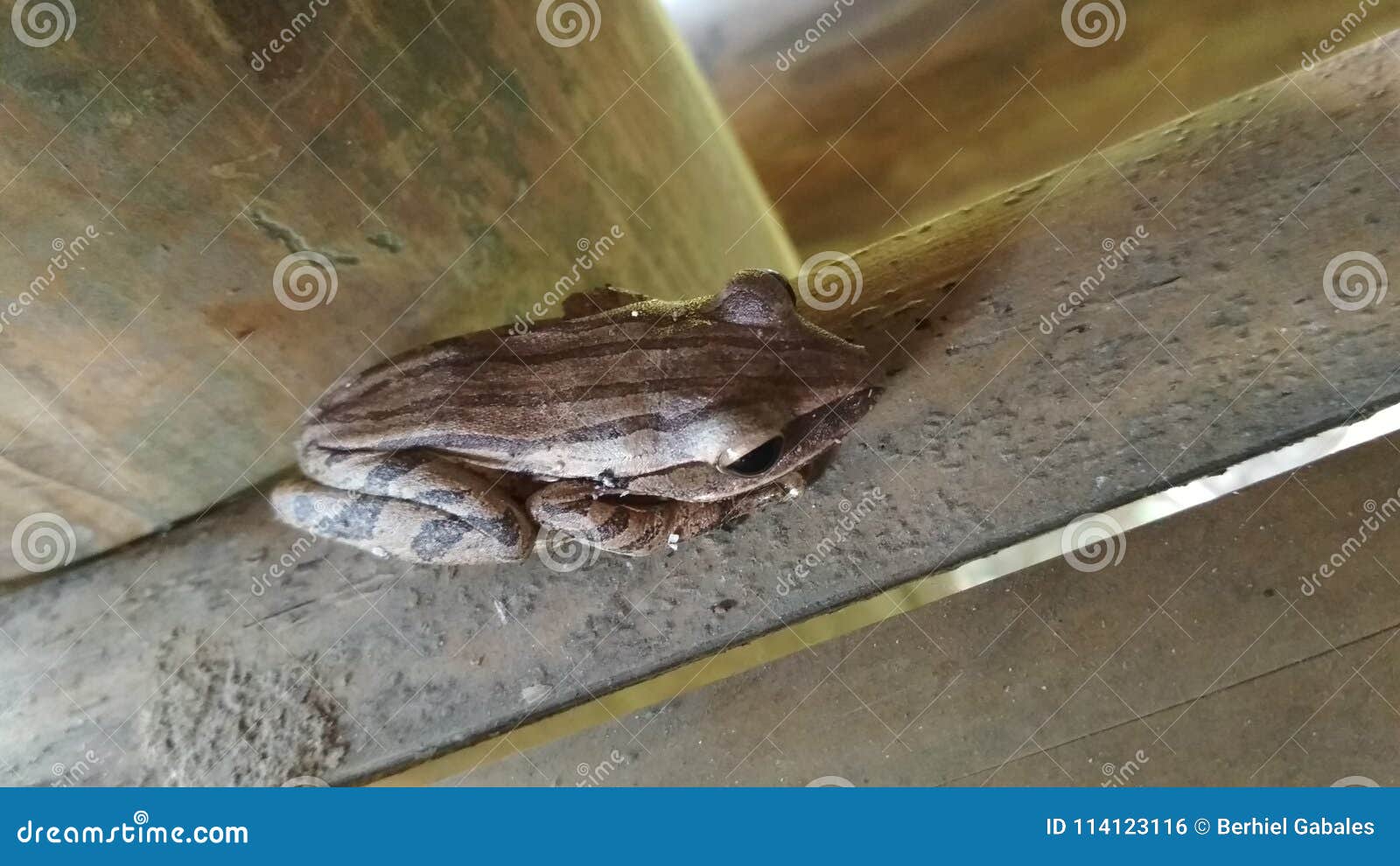 Frog stock photo. Image of frog, native, common, philippines - 114123116