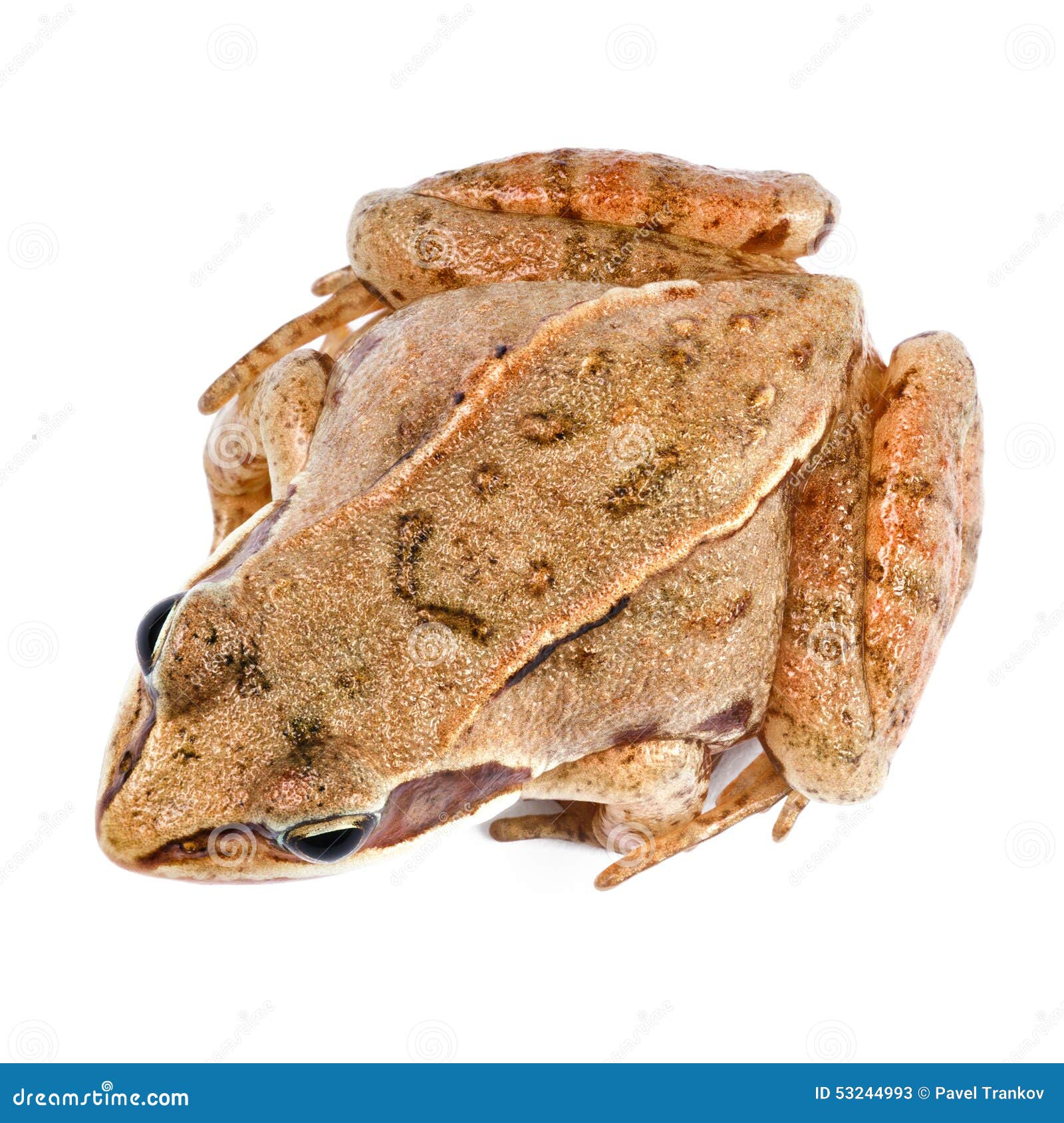 Frog. stock image. Image of isolated, frog, tailless - 53244993