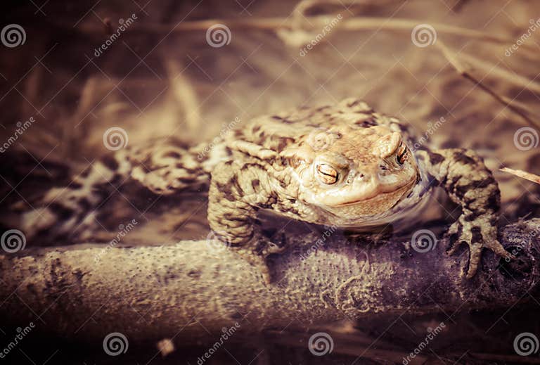 Frog stock image. Image of animal, toad, water, nature - 53071515