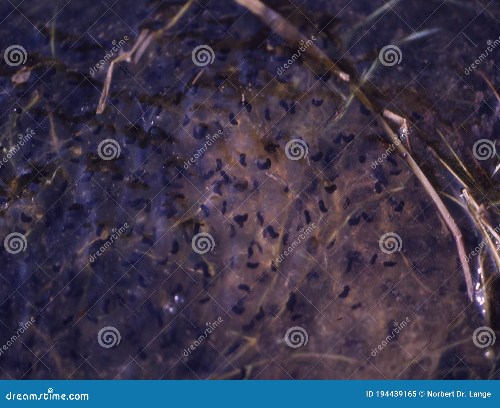 Frog Corpse and Tadpoles in the Pond Stock Image - Image of mudy, teich ...