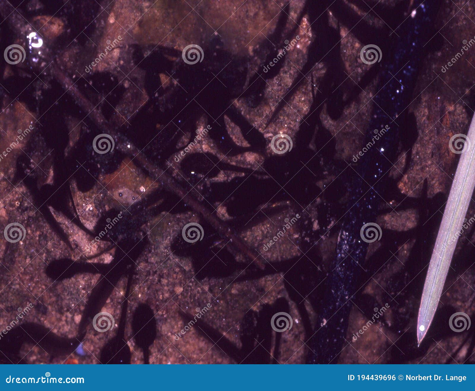 Frog corpse and tadpoles stock photo. Image of larvae - 194439696