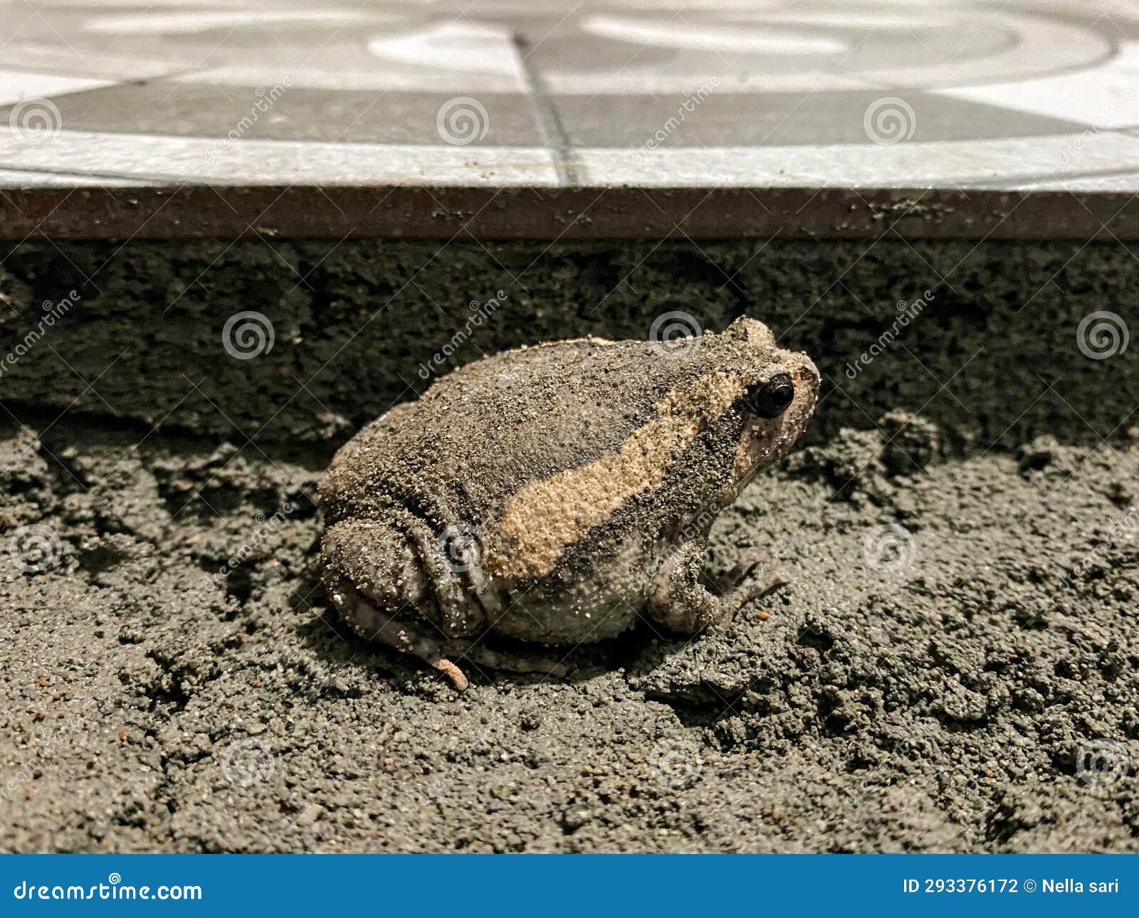 A frog stock photo. Image of natural, covered, wild - 293376172
