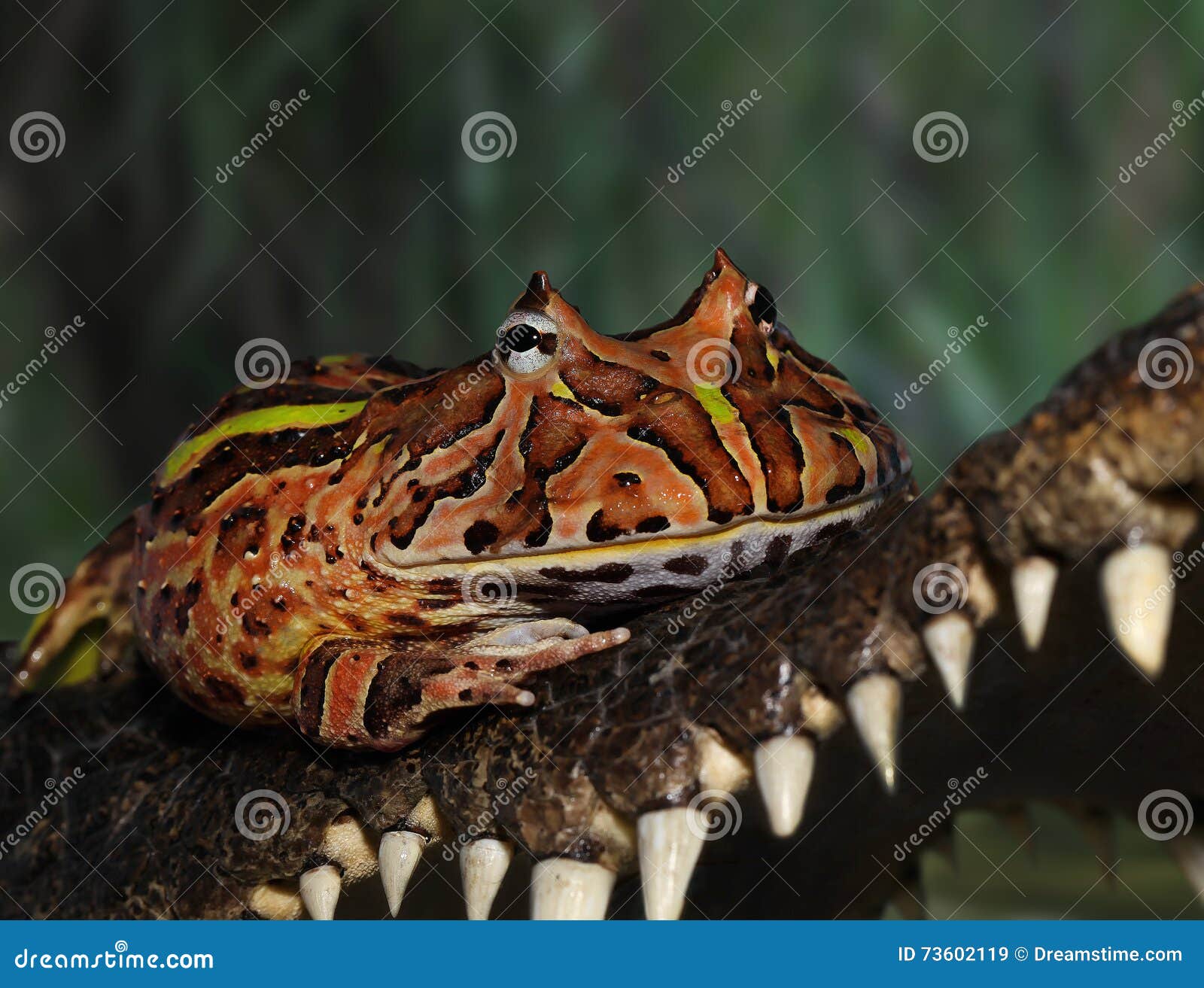 Frog on a crocodile stock image. Image of crocodile, command - 73602119