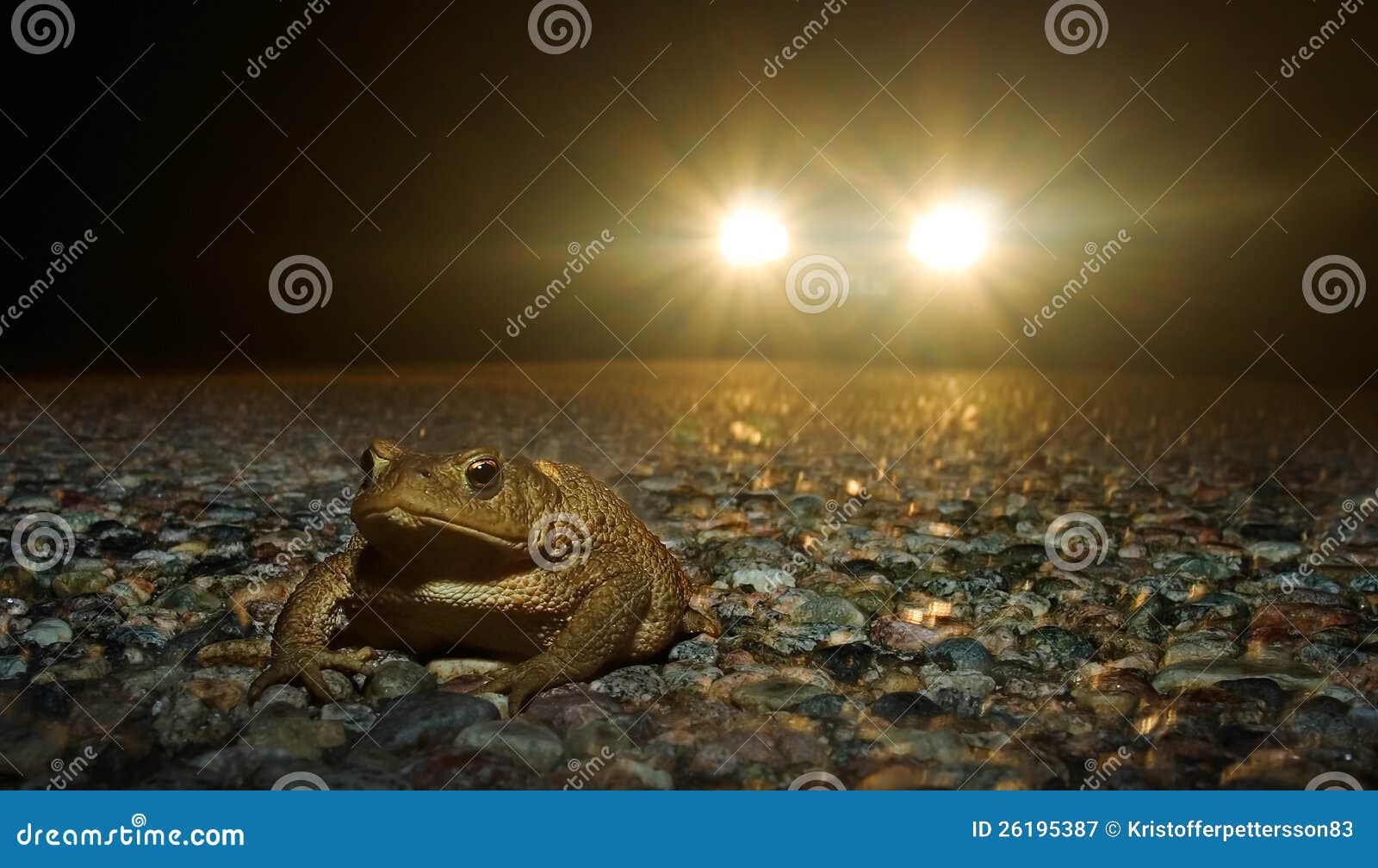 Frog Crossing the Road at Night Stock Image - Image of environment ...