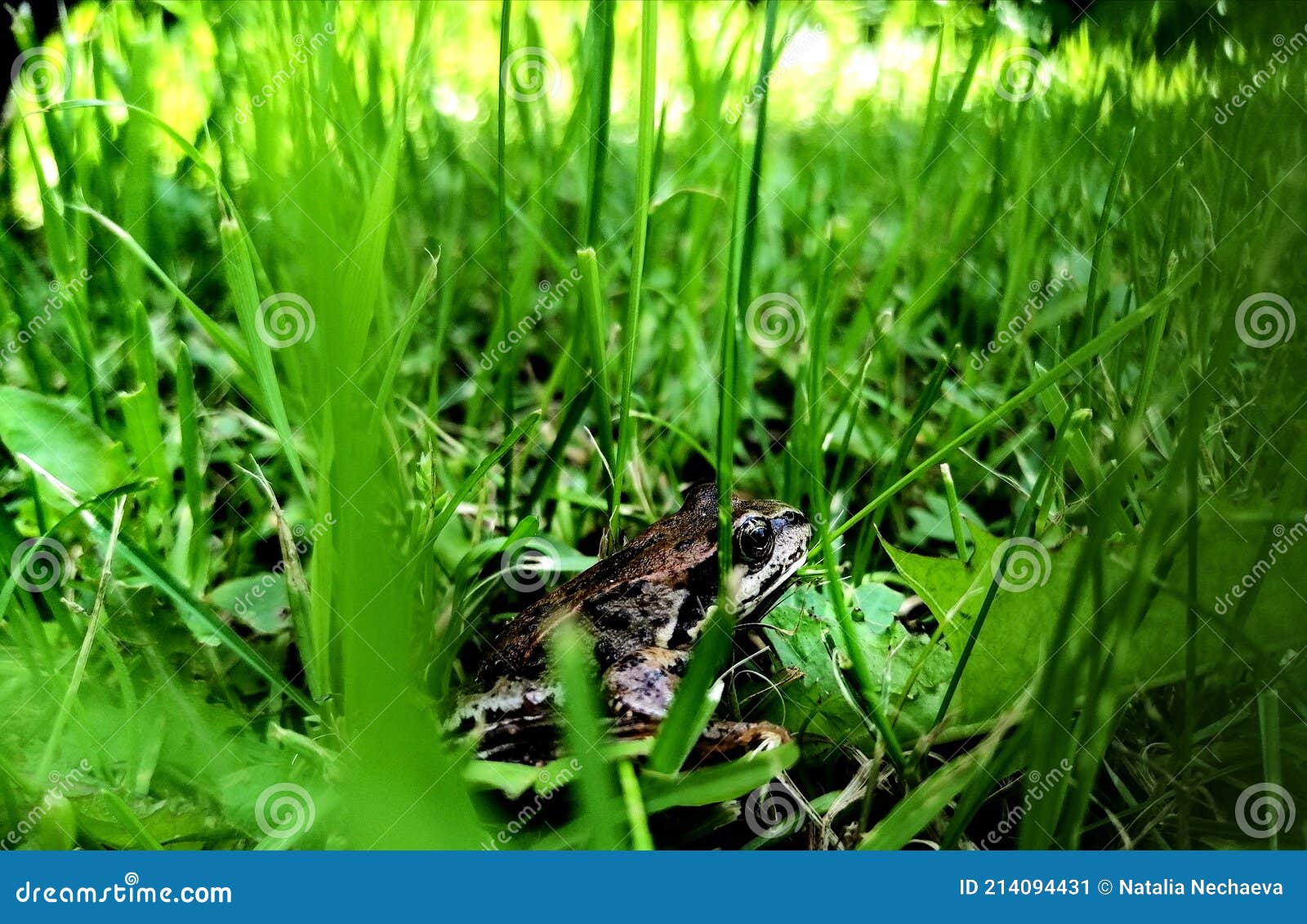 A Frog Crouched On The Floor. Rana Rugulosa Wiegmann Is A Species Of ...