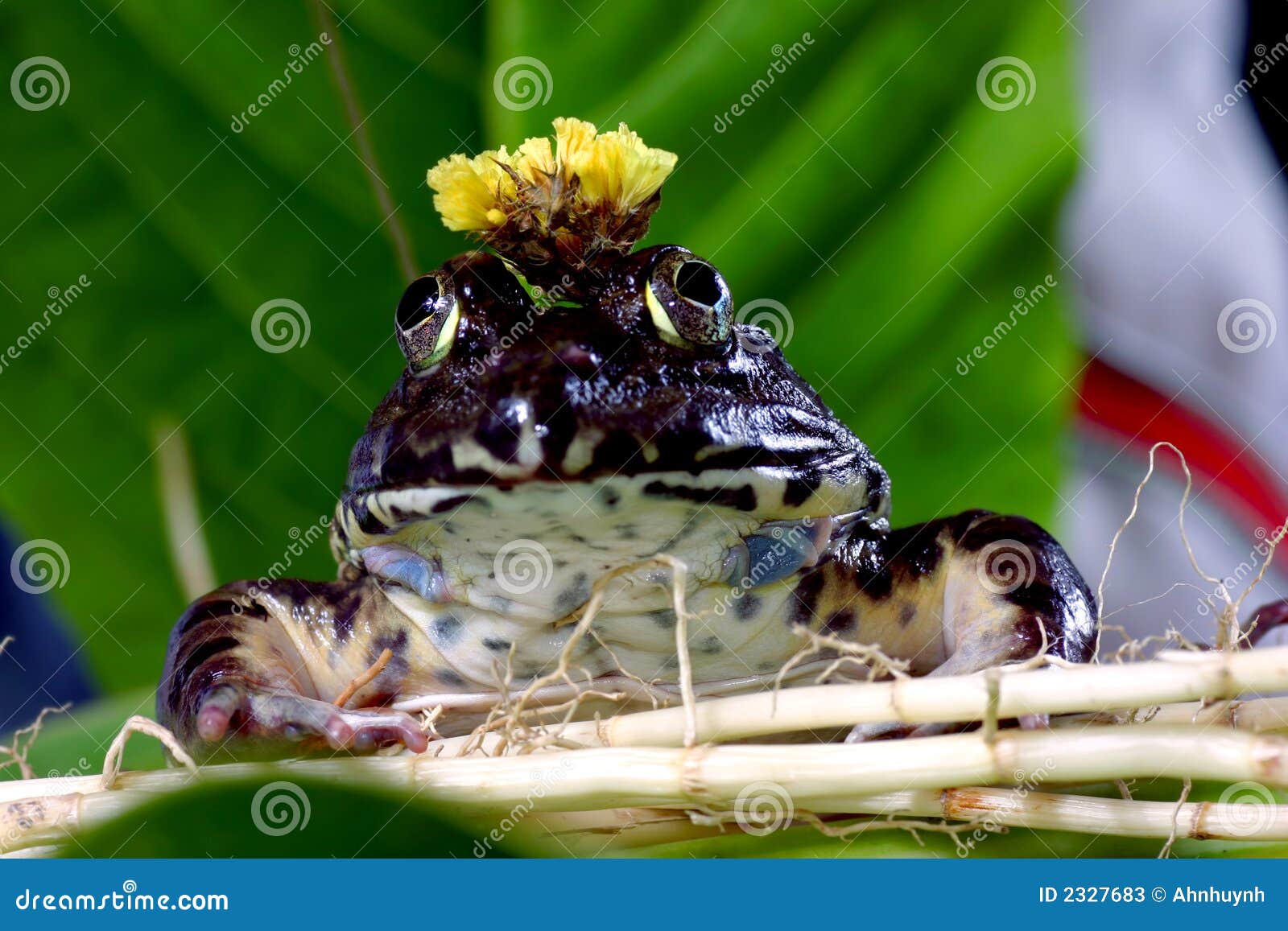 Frog with crown stock image. Image of aquatic, rain, animal - 2327683