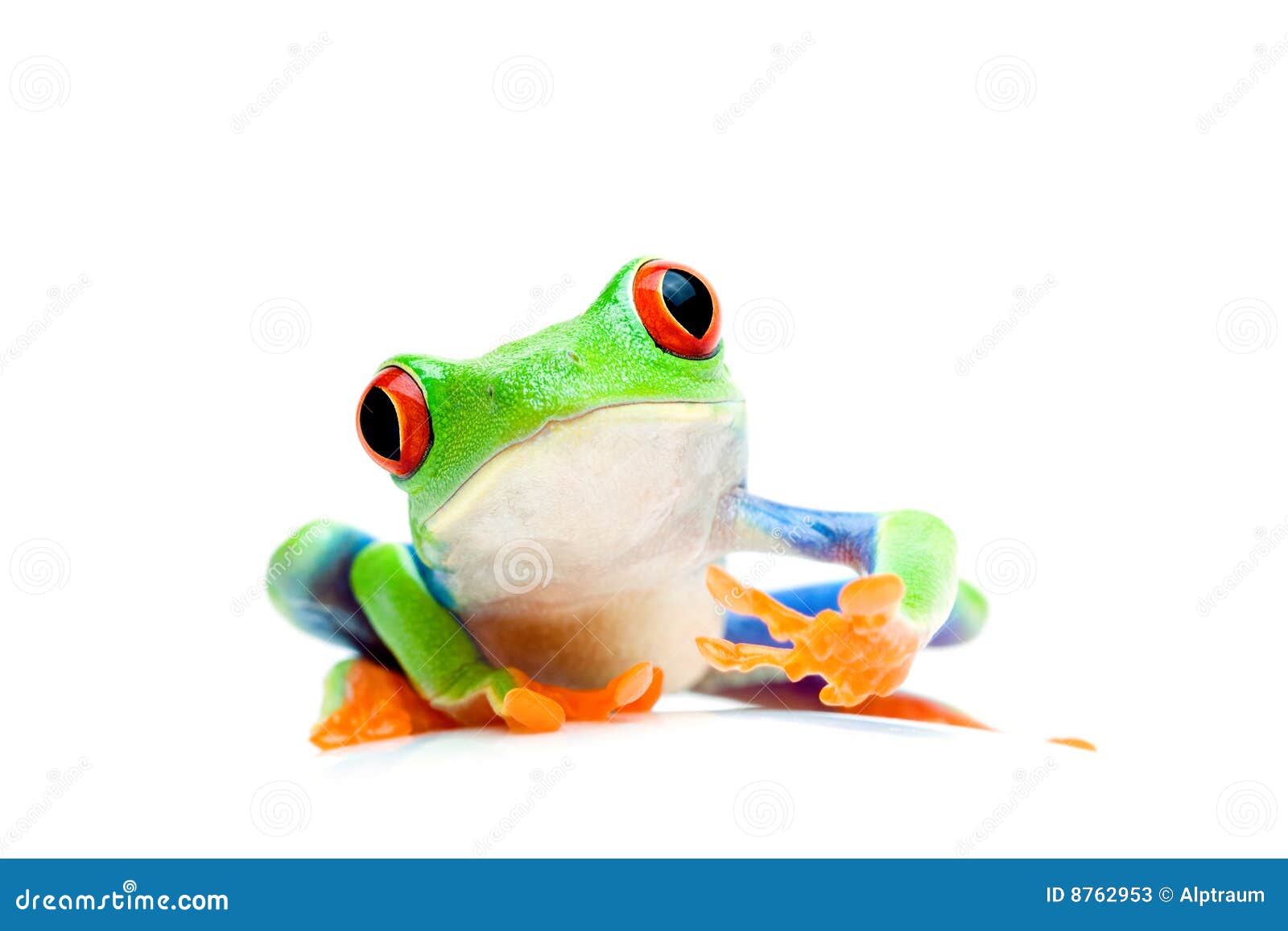Frog Curious Isolated on White Stock Image - Image of looking ...