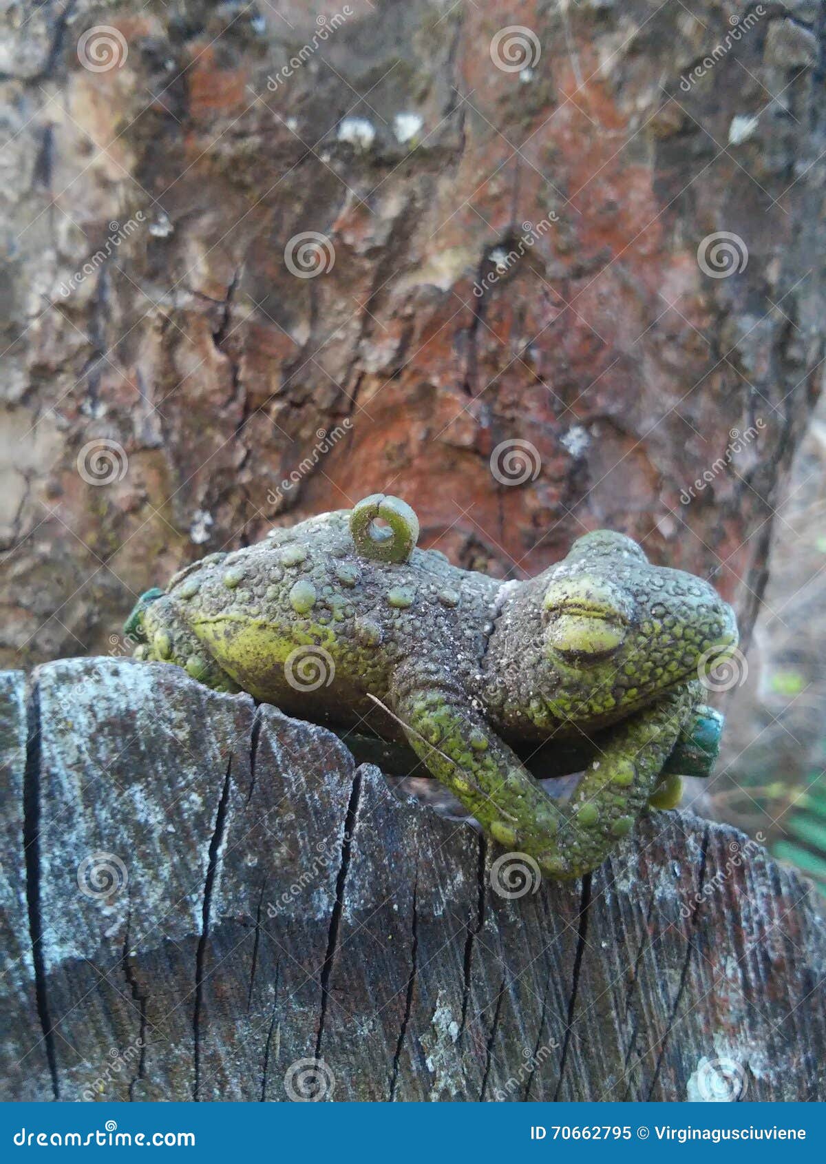 Frog stock image. Image of nature, garden, animal, tree - 70662795