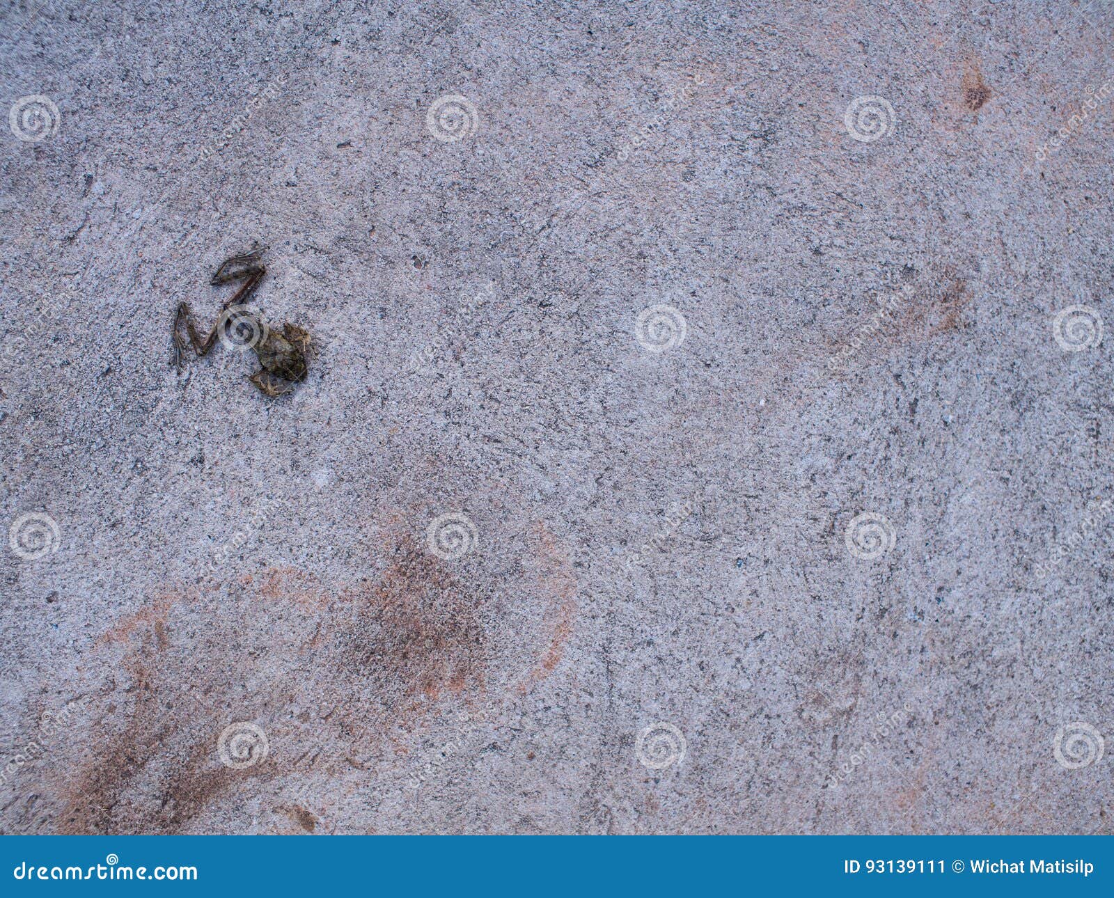 Frog Died on the Street stock image. Image of outdoor - 93139111