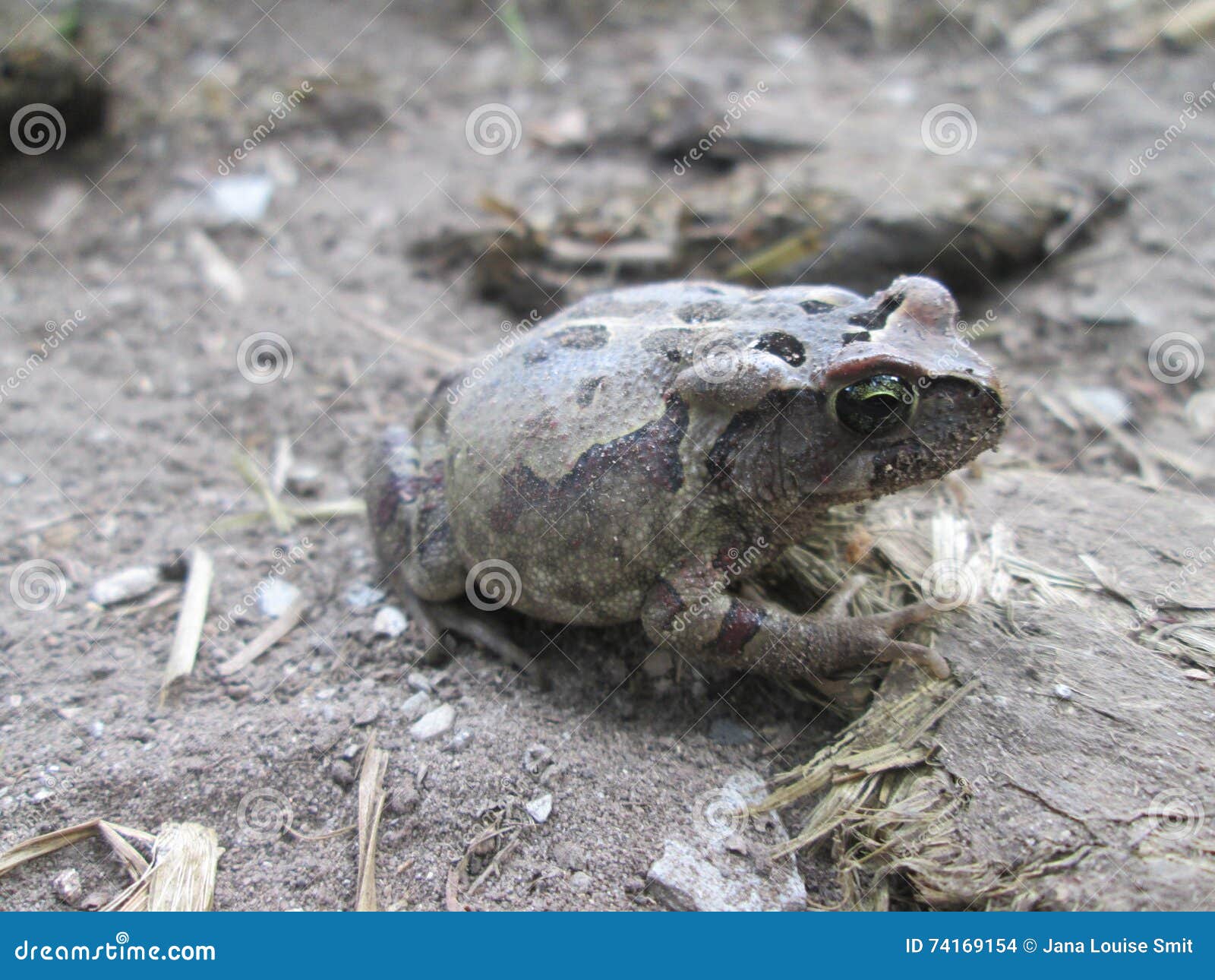 Frog. stock photo. Image of environment, nature, male - 74169154