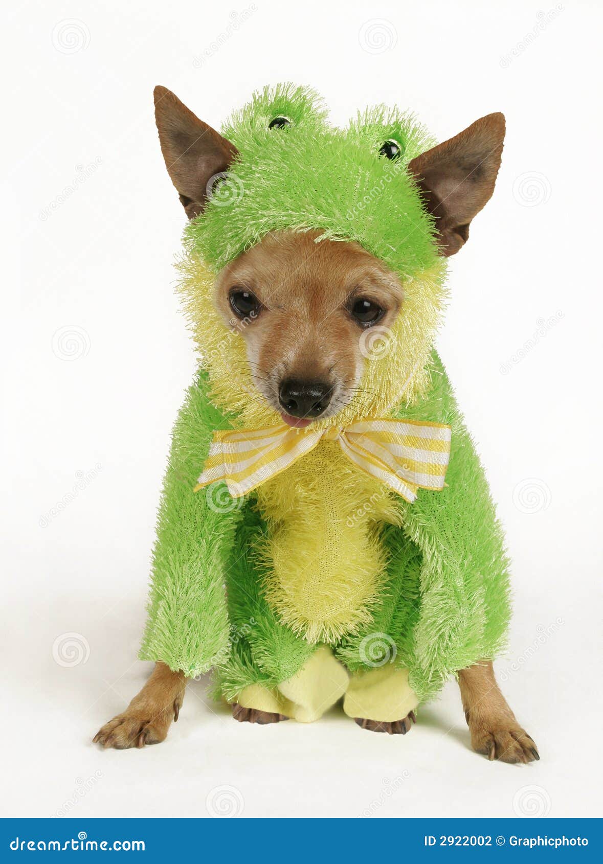 Frog dog stock photo. Image of tongue, ears, purebred - 2922002