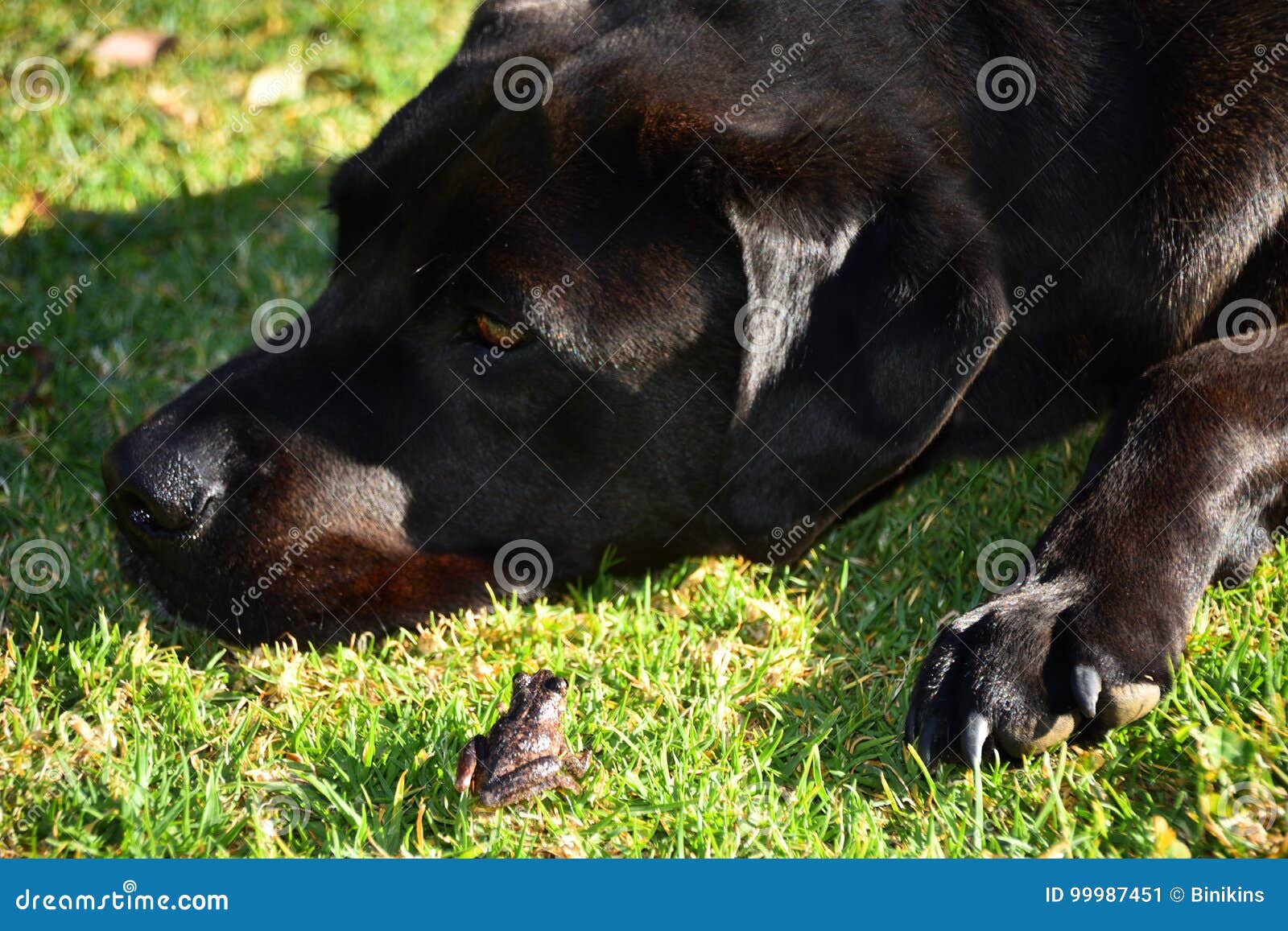 Frog and Dog stock image. Image of green, cute, funny - 99987451