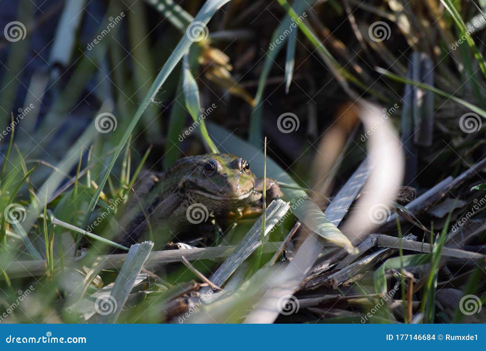 Grinning Frog stock photo. Image of grinning, camouflaged - 177146684