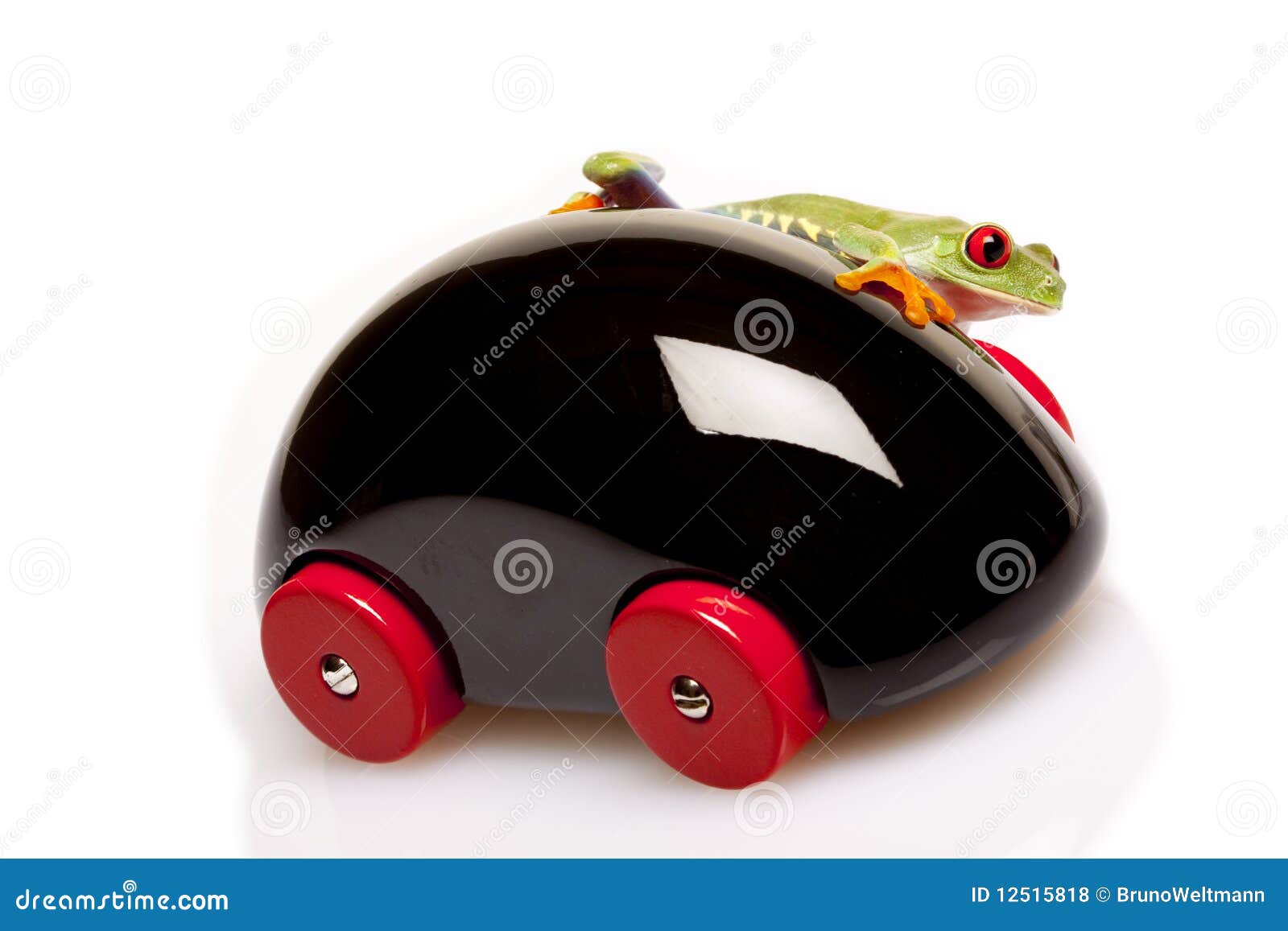 Frog Driver stock photo. Image of frog, damp, callidryas - 12515818