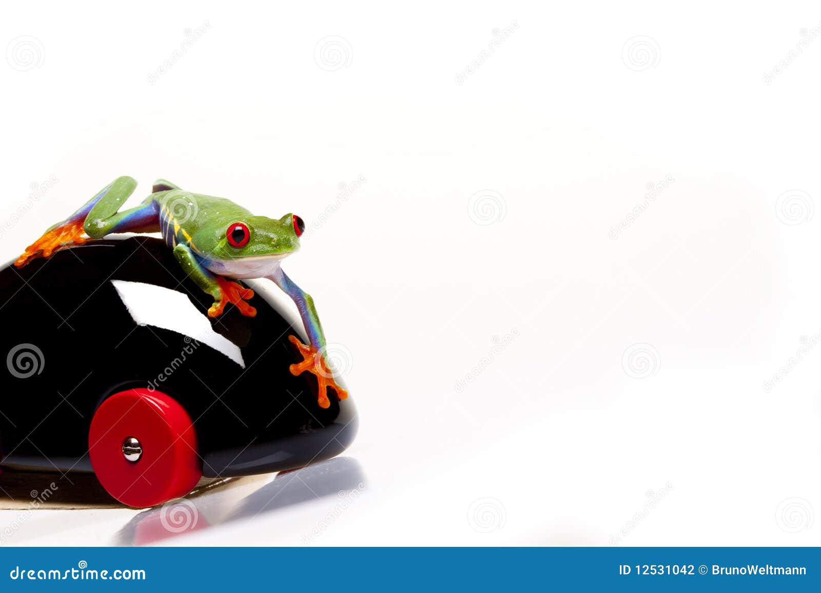 Frog Driving stock photo. Image of isolated, stone, portrait - 12531042
