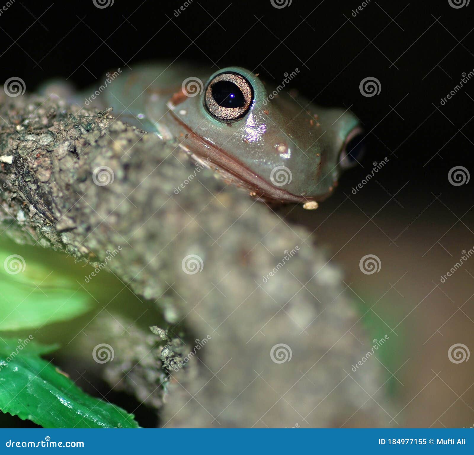 Frog, Dumpy Frog, Tree Frog Stock Image - Image of cute, close: 184977155