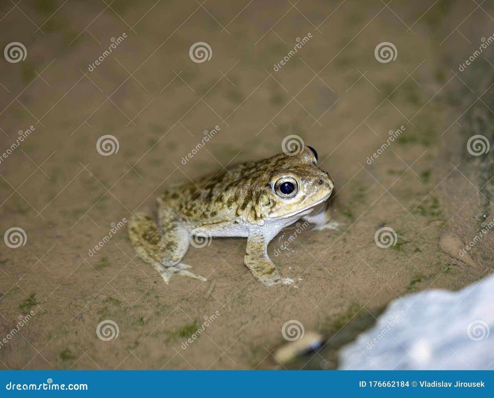 Frog Duttaphrynus Arabicus, Time of Mating in Water, Oman Stock Photo ...
