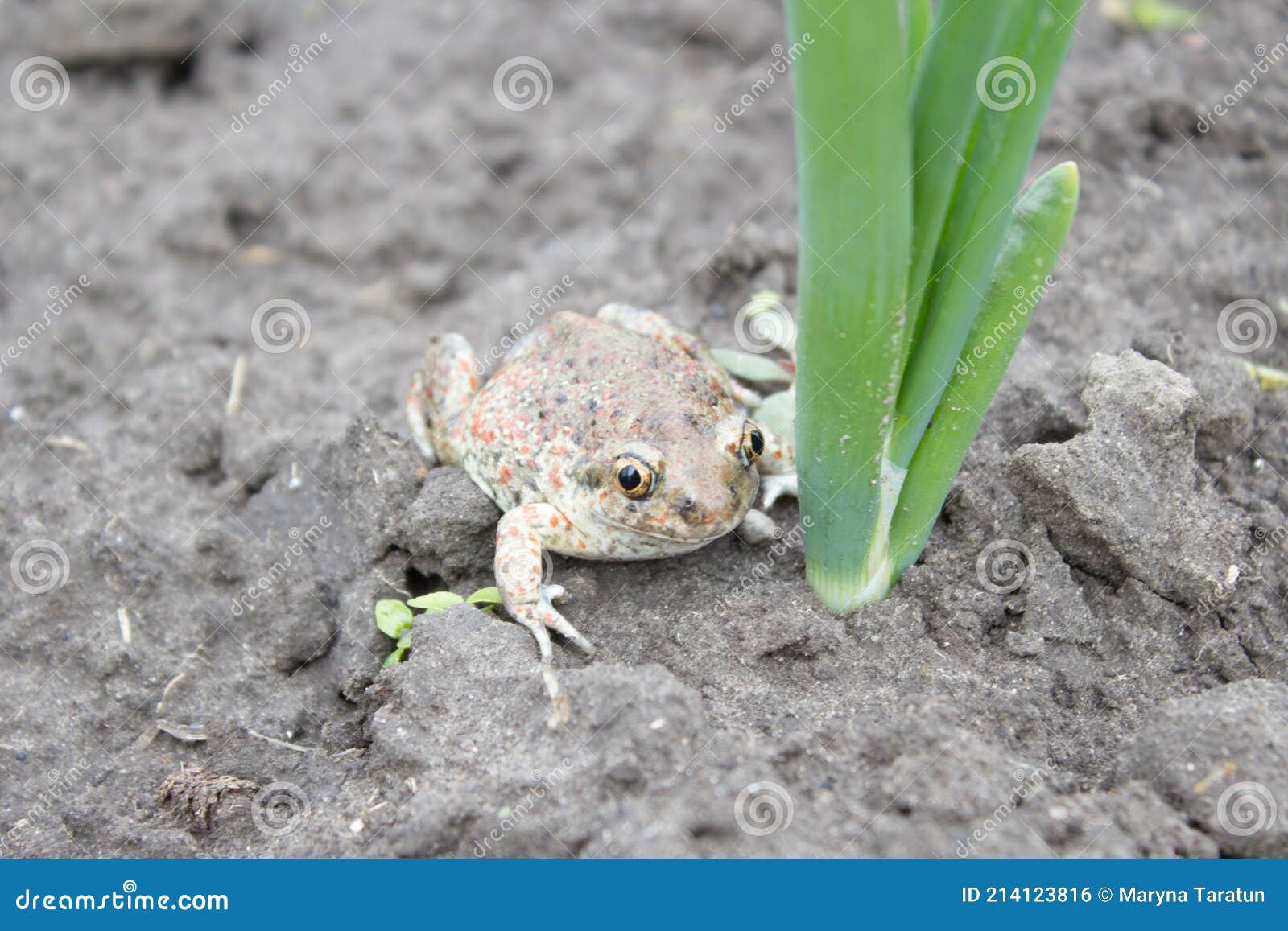 Frog, an Earthen Toad Sits on the Ground Near a Green Onion. Ugly Toad ...