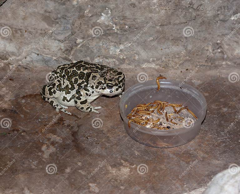 Frog eats worm stock photo. Image of eating, hyla, natural - 104014248