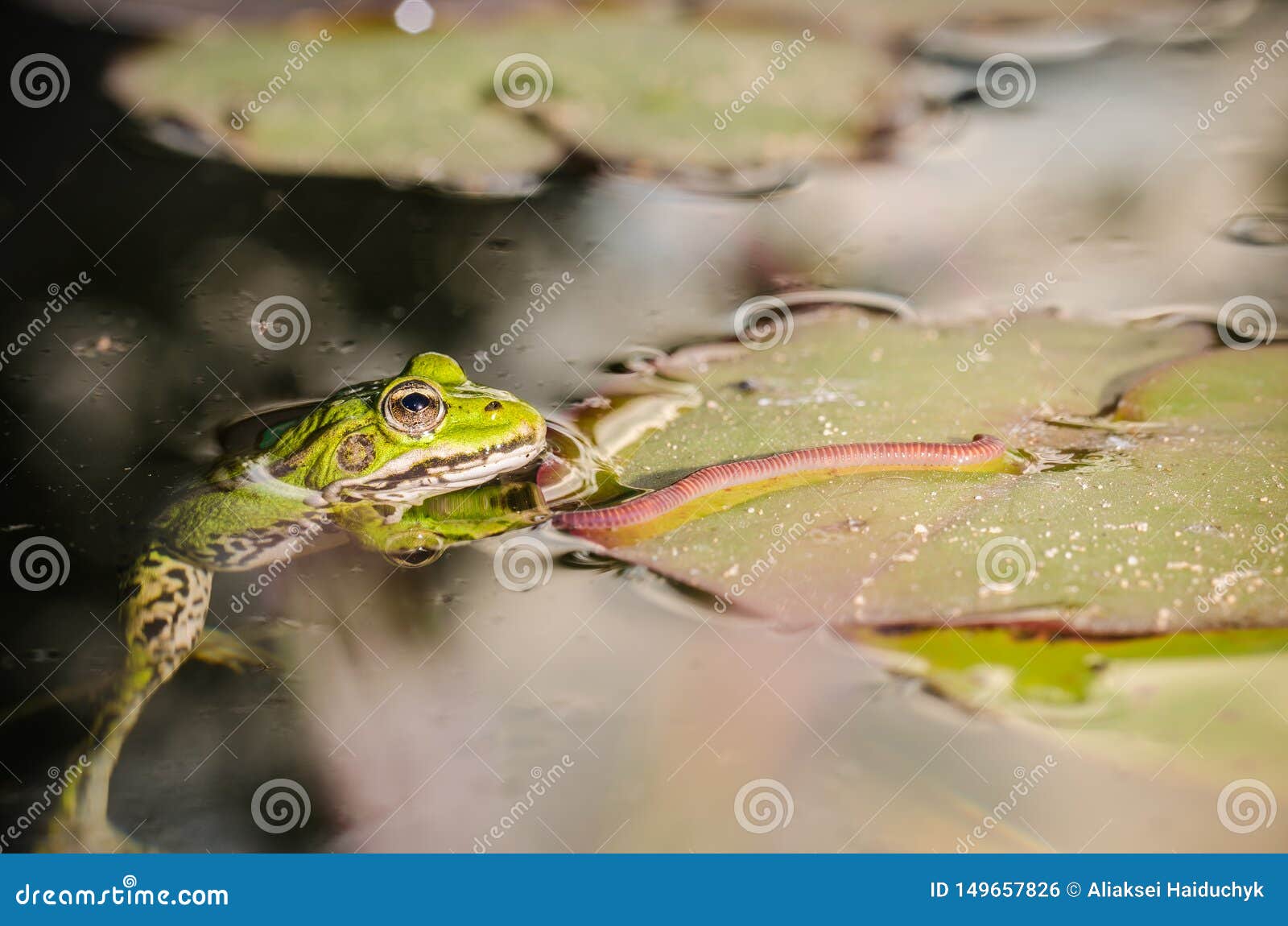 Frog Eats a Worm. Subject of the Wild Nature. in the Swamp on a Leaf of ...