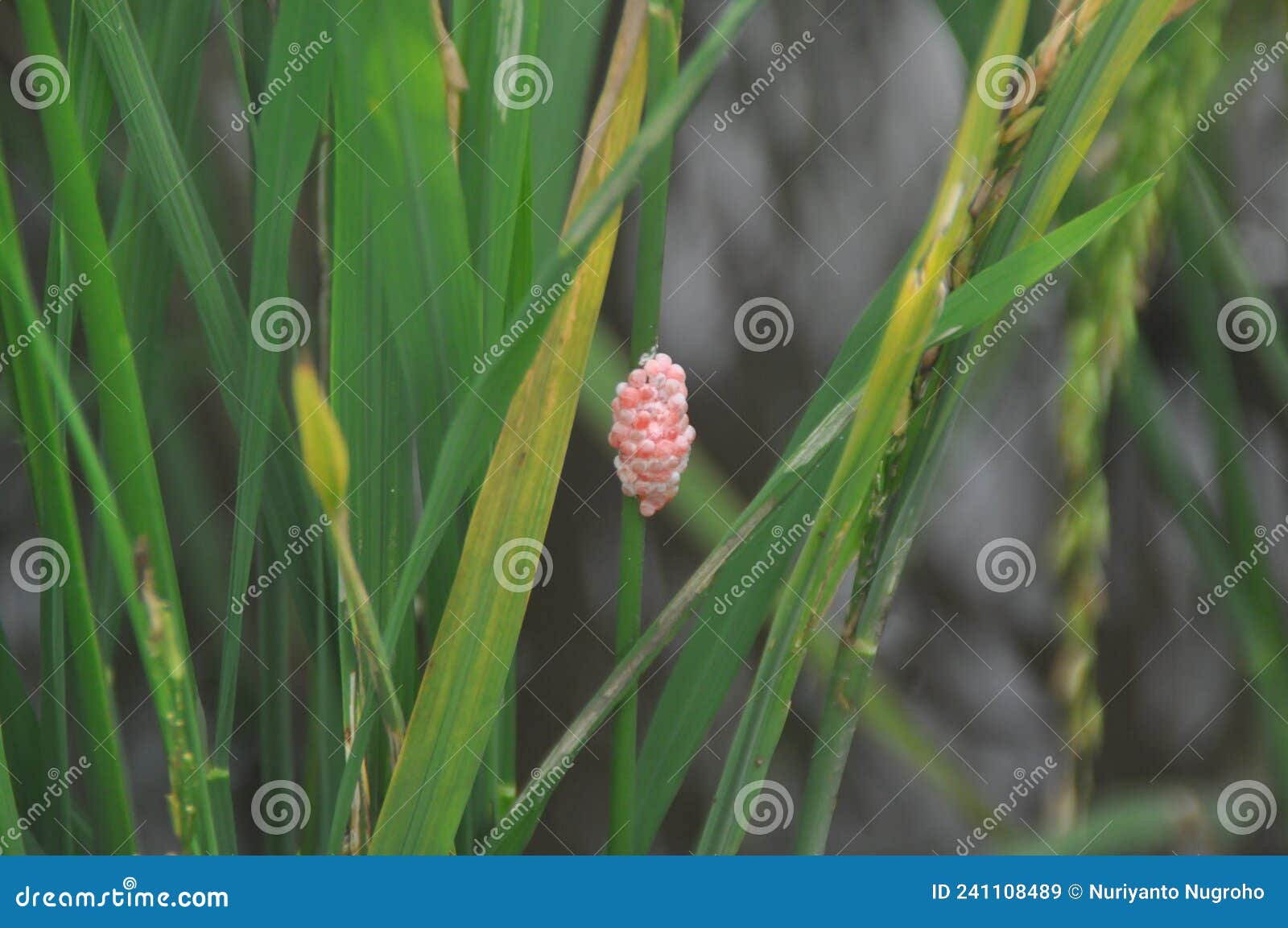 Frog Eggs Attached To Rice Branches Stock Image - Image of grass ...