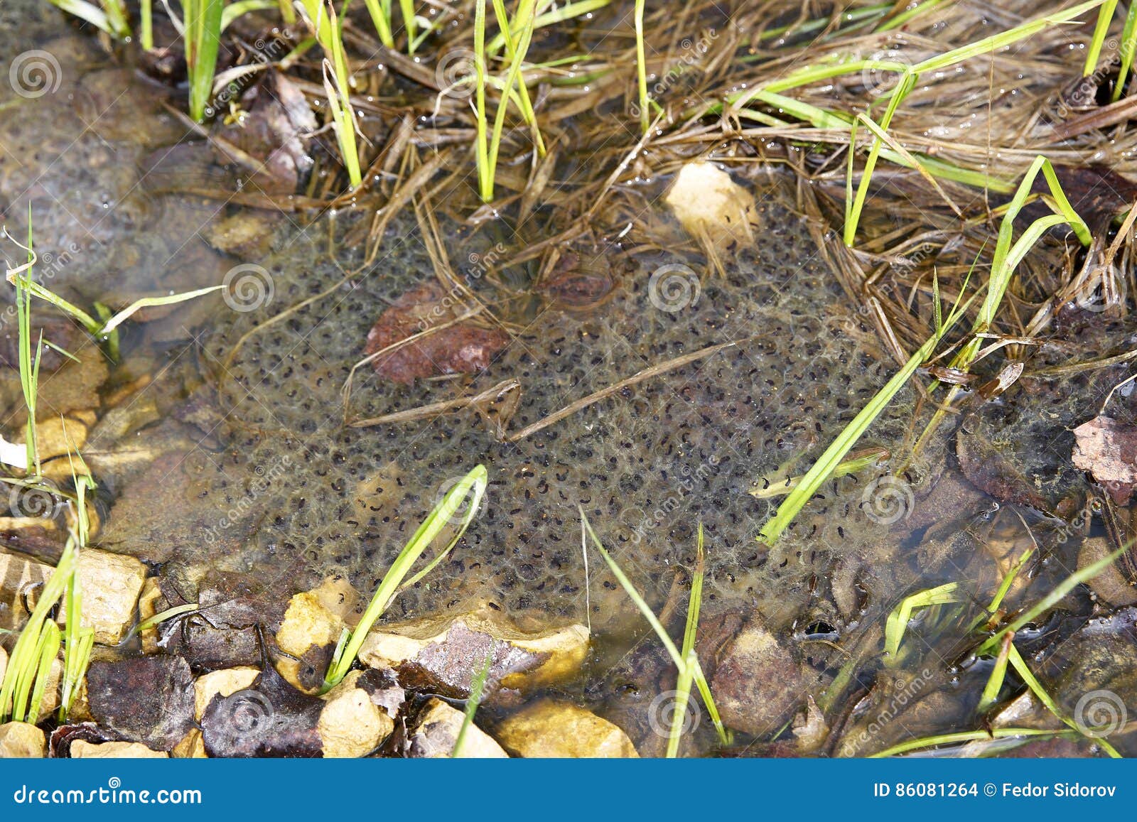 Slimy Green Frog Eggs Stock Photos - Download 35 Royalty Free Photos