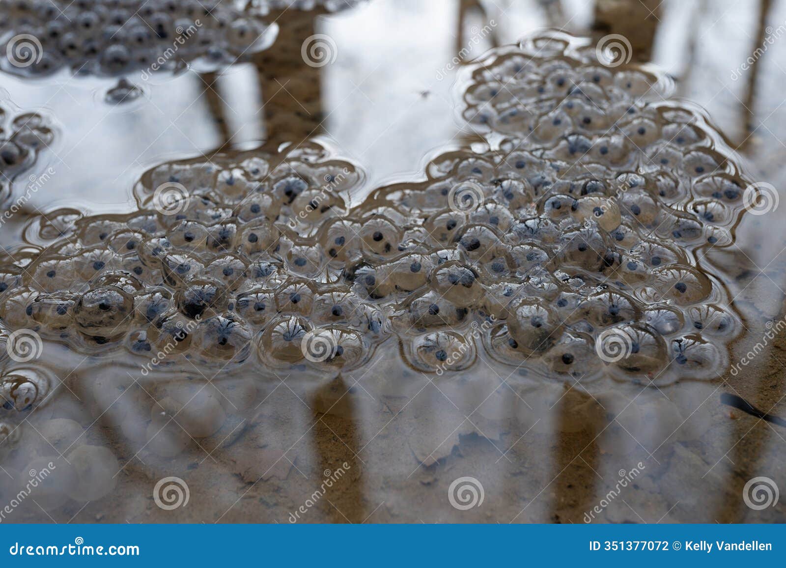 Frog Eggs Royalty-Free Stock Photography | CartoonDealer.com #96599477