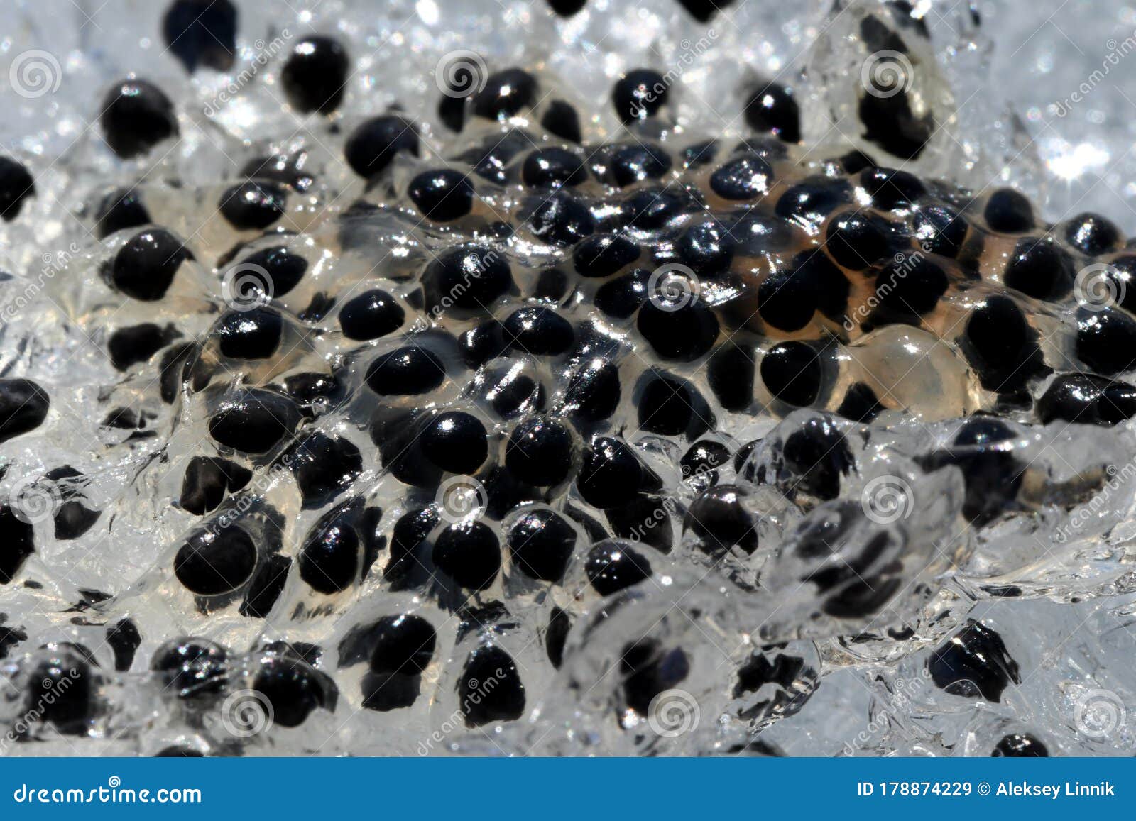 Frog Trunk Snow Stock Photos - Free & Royalty-Free Stock Photos from ...