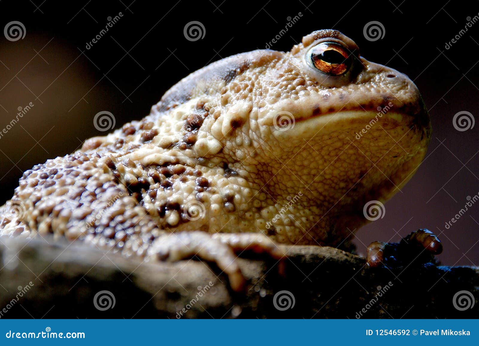 Frog European Toad (bufo Bufo) Stock Photo - Image of toad, isolated ...