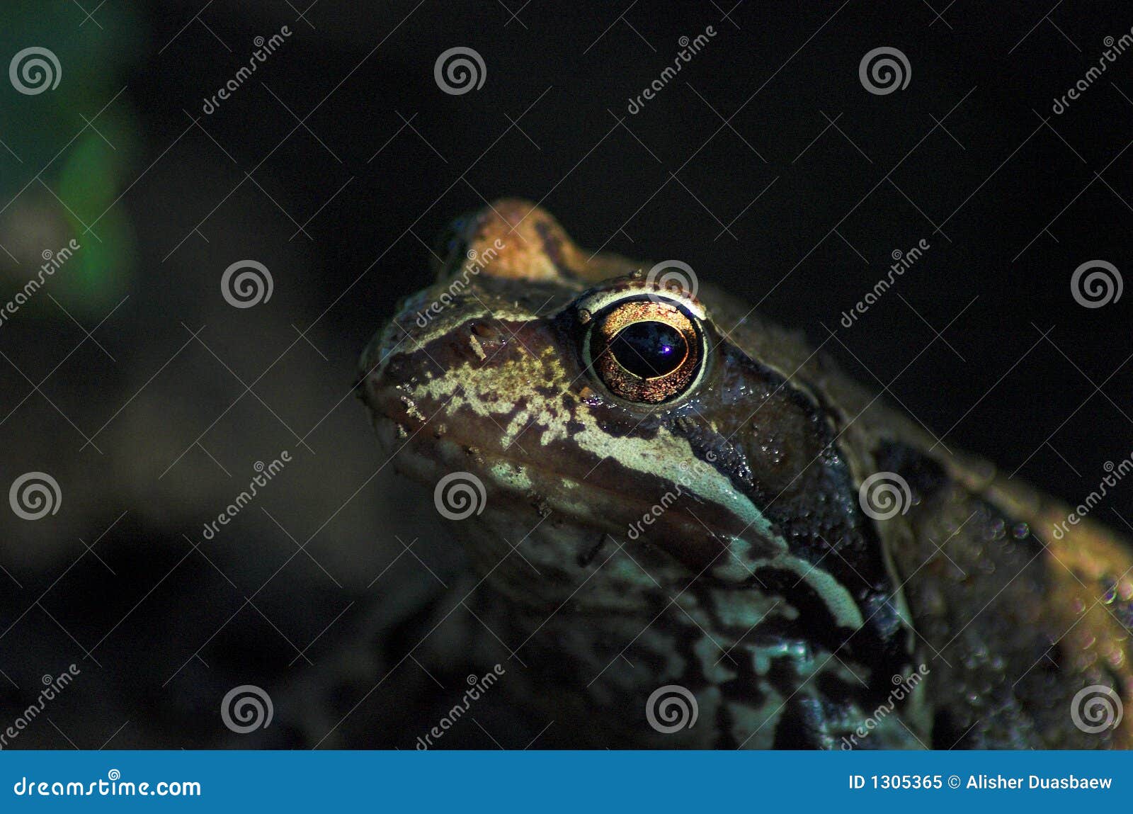 Frog eye stock image. Image of frog, nature, green, amphibian - 1305365