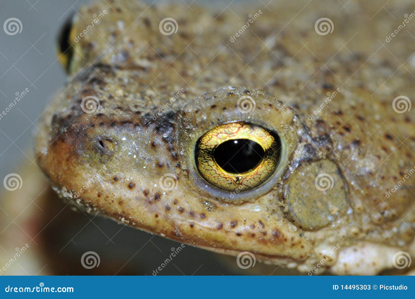 Frog eye stock image. Image of insects, looking, liquid - 14495303