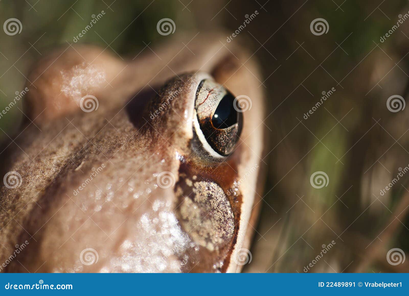 Frog - eye - detail stock image. Image of amphibians - 22489891