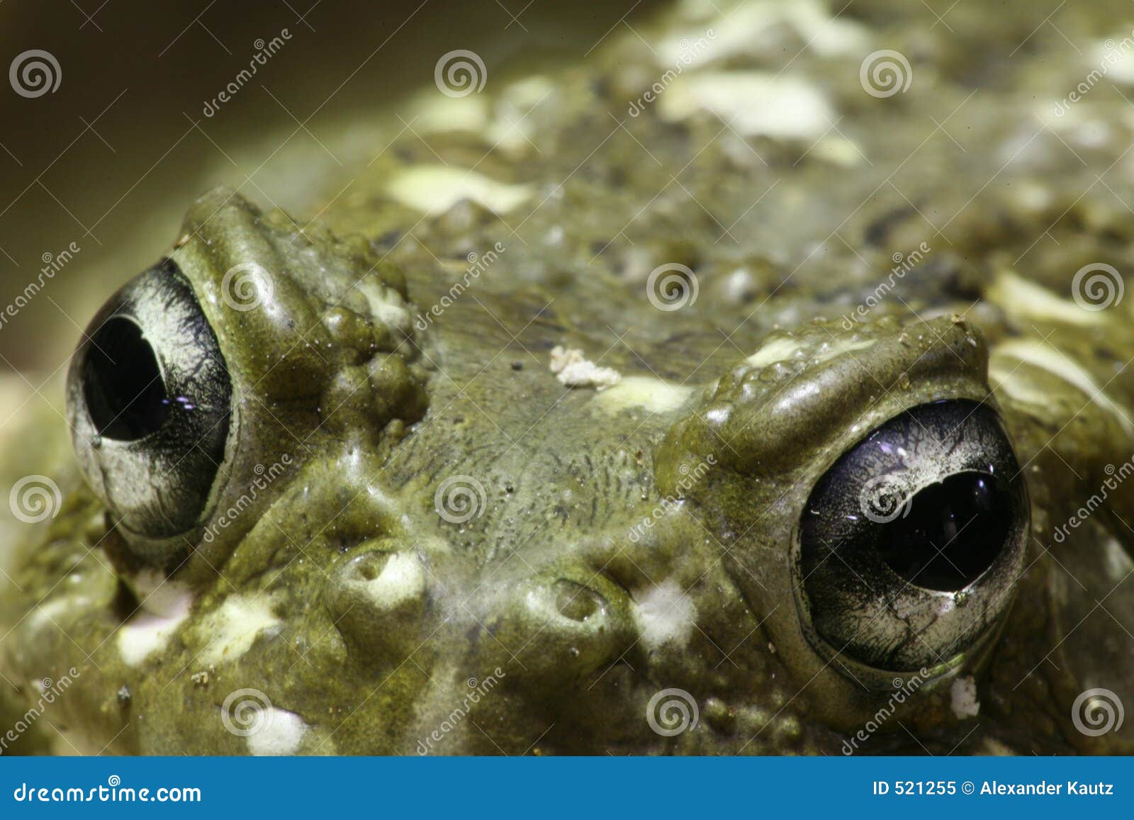 Frog eyes stock image. Image of green, shining, slot, macro - 521255