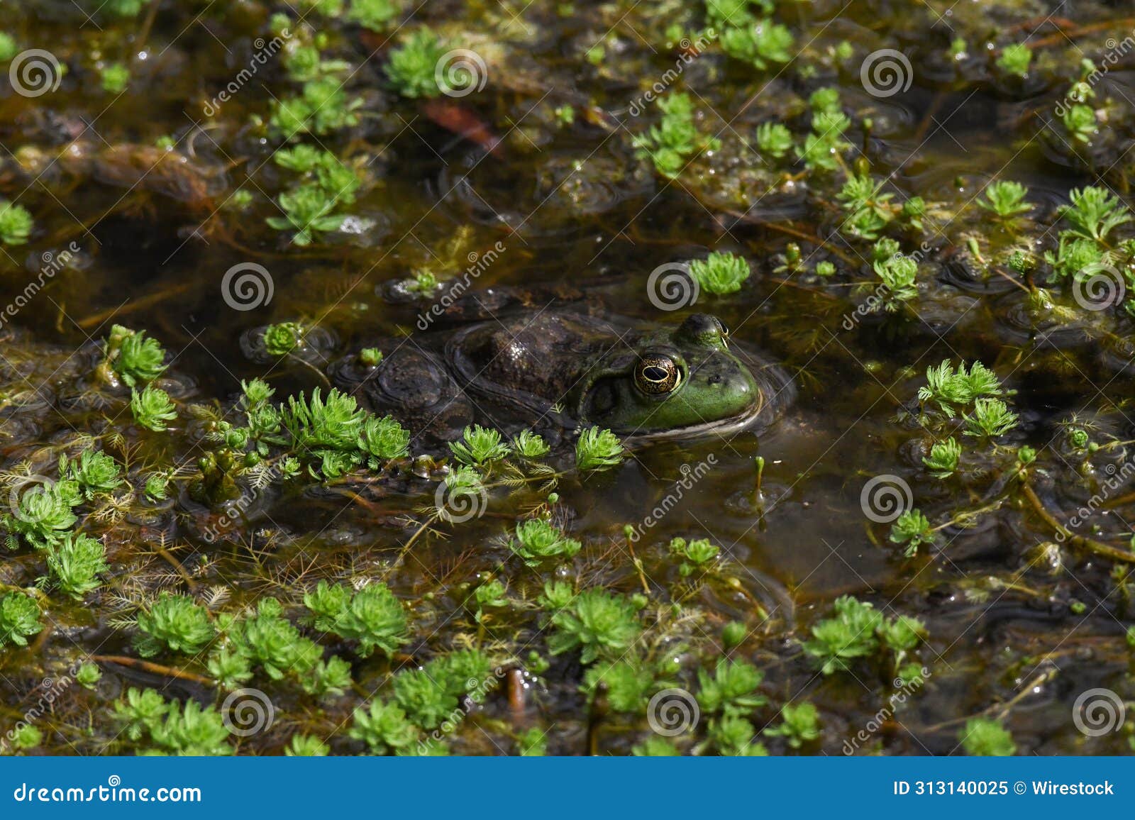 Frog with Eyes Peeking Above Water in a Swamp Stock Image - Image of ...