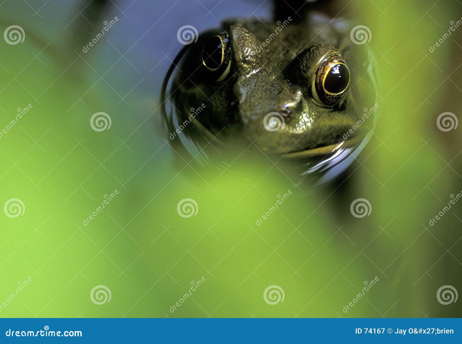 Frog face stock image. Image of vegitation, wildlife, frog - 74167