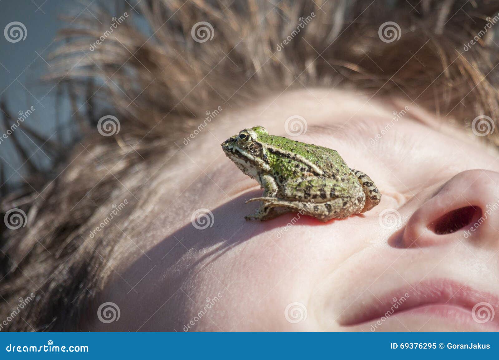 Frog on face stock image. Image of light, field, fauna - 69376295