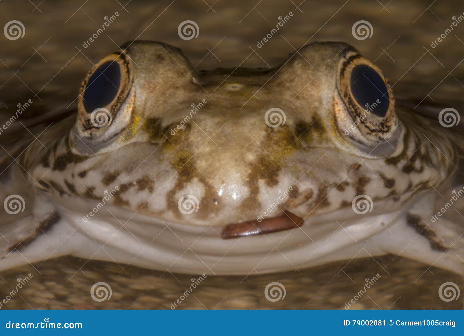 Smiling Frog Face stock image. Image of frog, water, eyes - 79002081