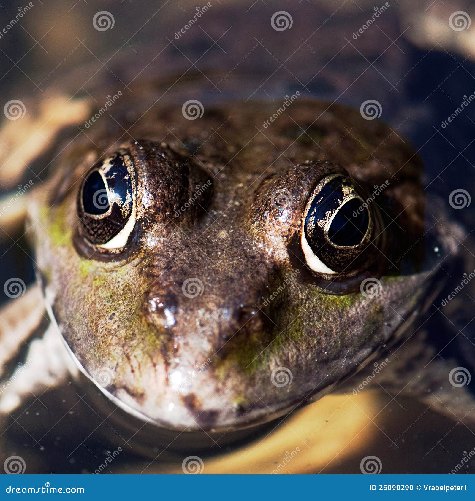 Frog Face Macro. Tailless Amphibians. Defender Of Insect Gardens. Stock ...