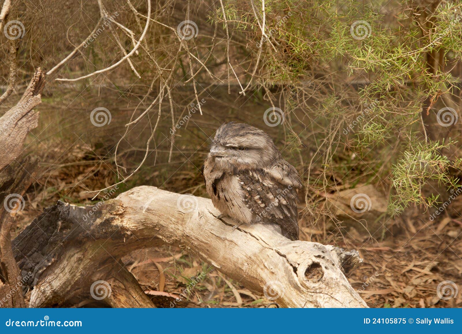 Frog Faced Owl Sitting on a Log Stock Image - Image of plumage ...