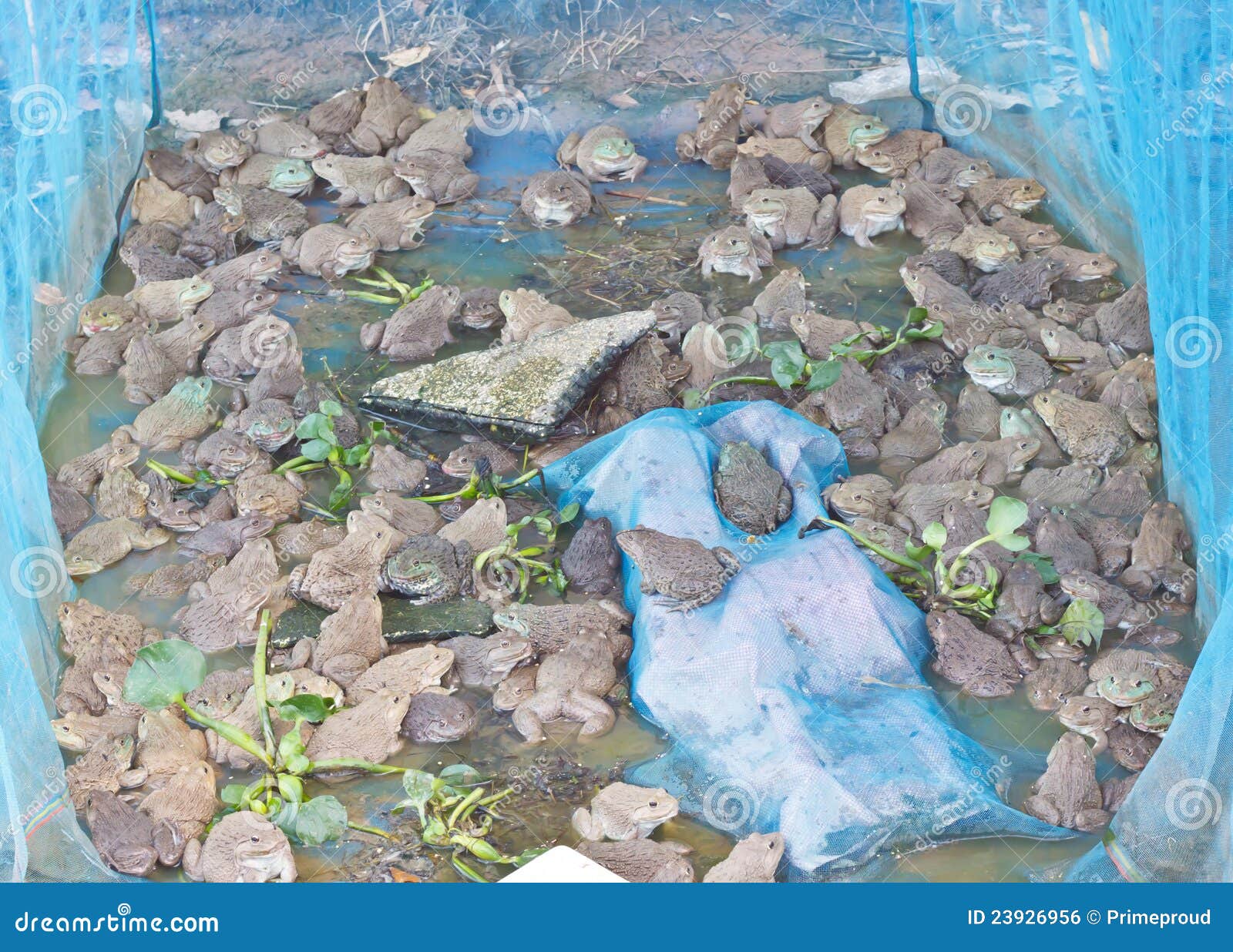 Frog farm stock photo. Image of country, copy, agriculturist - 23926956