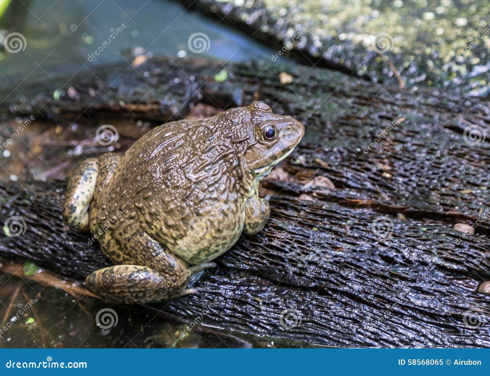 Frog in the farm stock image. Image of creepy, legs, pets - 58568065