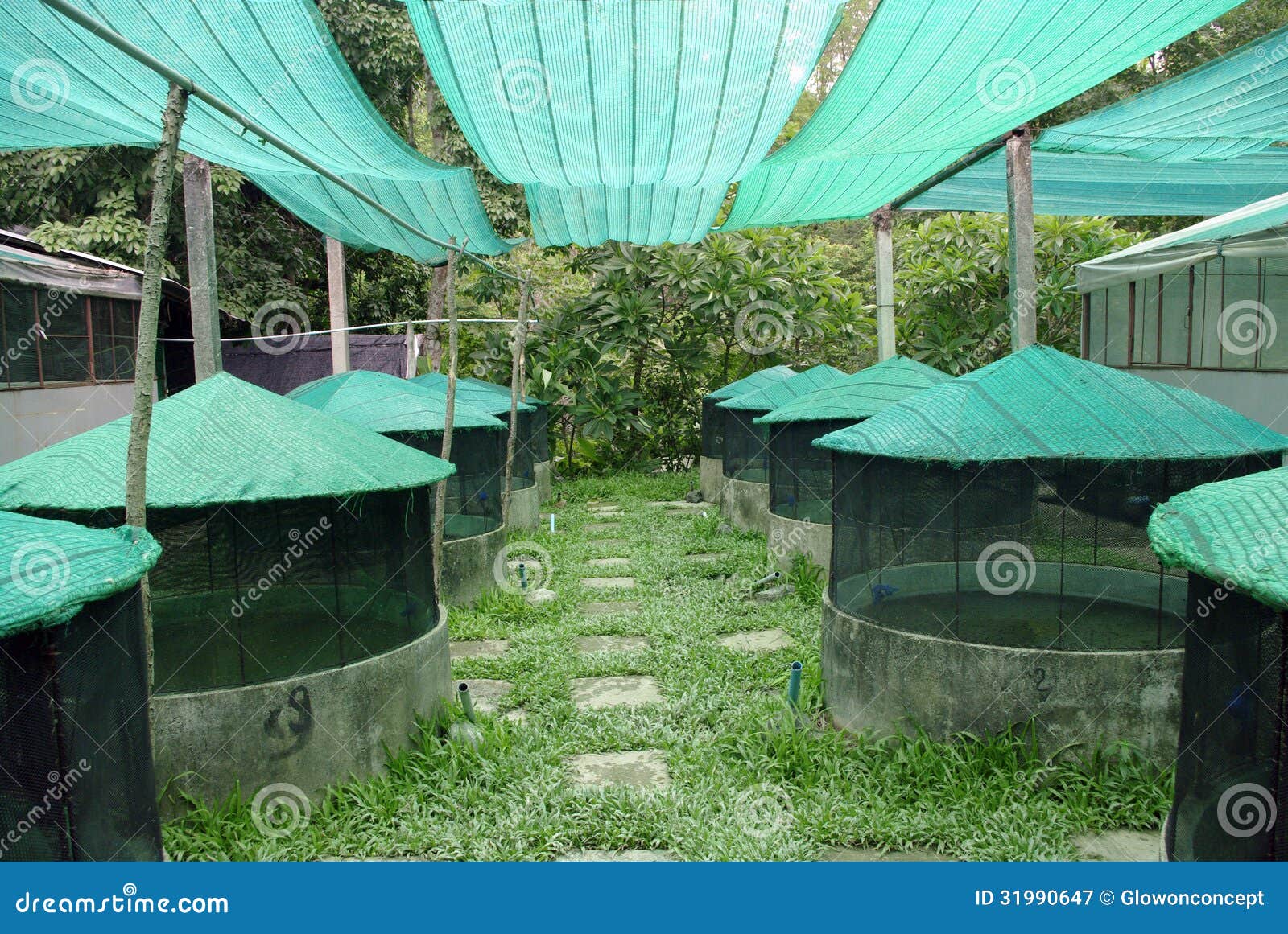 Frog farm stock image. Image of tadpole, water, area - 31990647