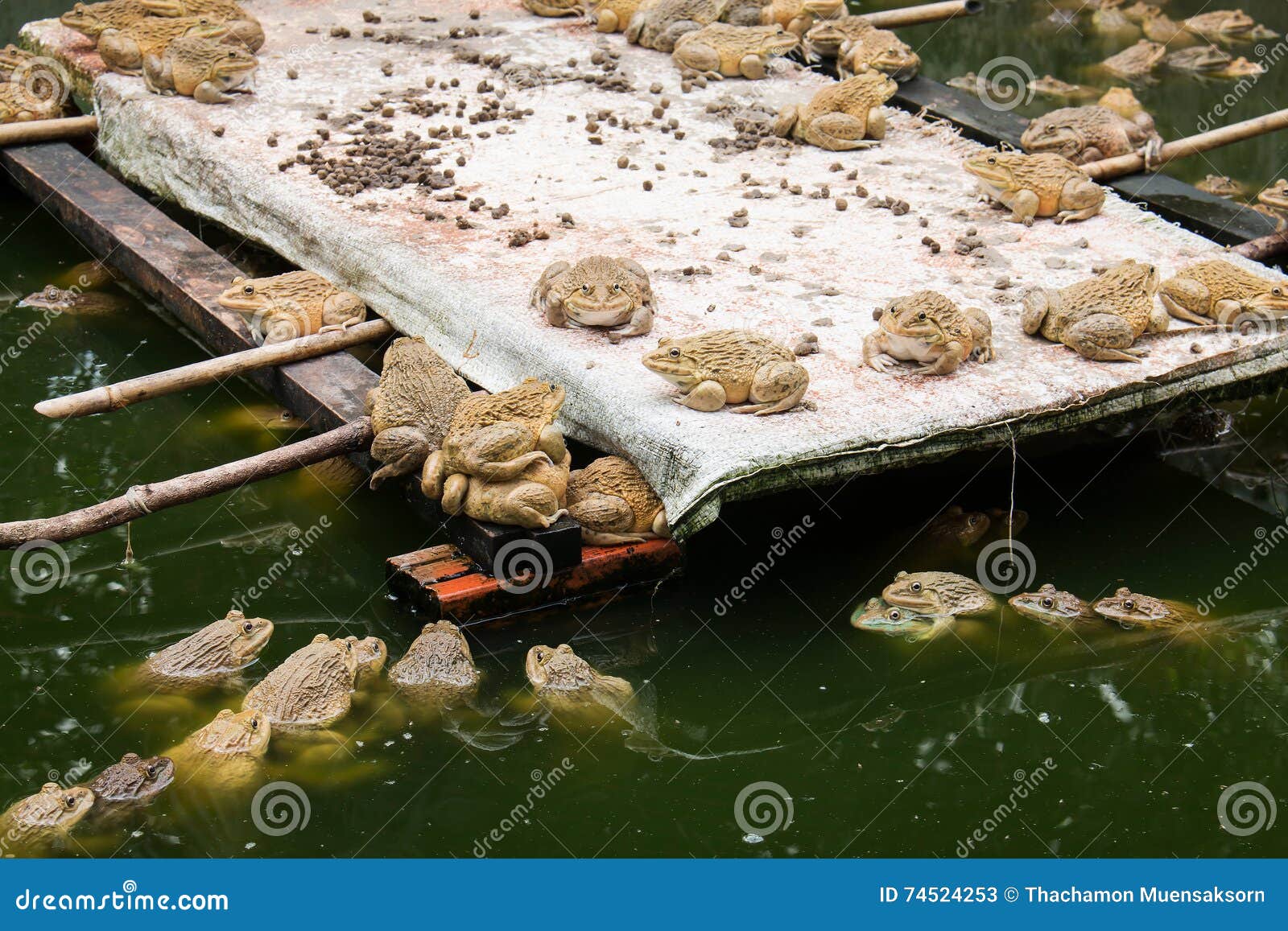 Frog in farm stock image. Image of closeup, aquatic, hand - 74524253