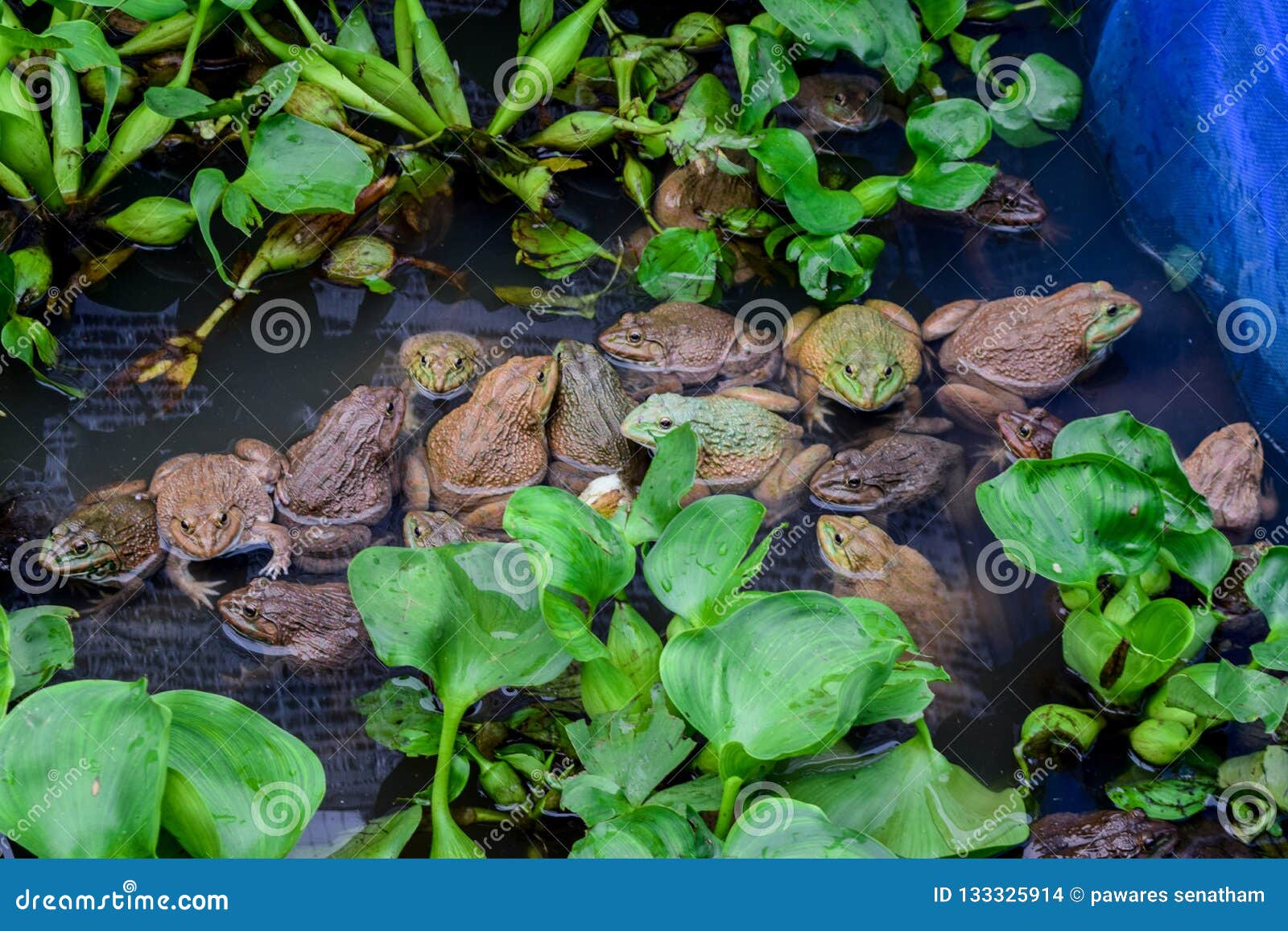 The frog farming. stock photo. Image of father, agriculture - 133325914