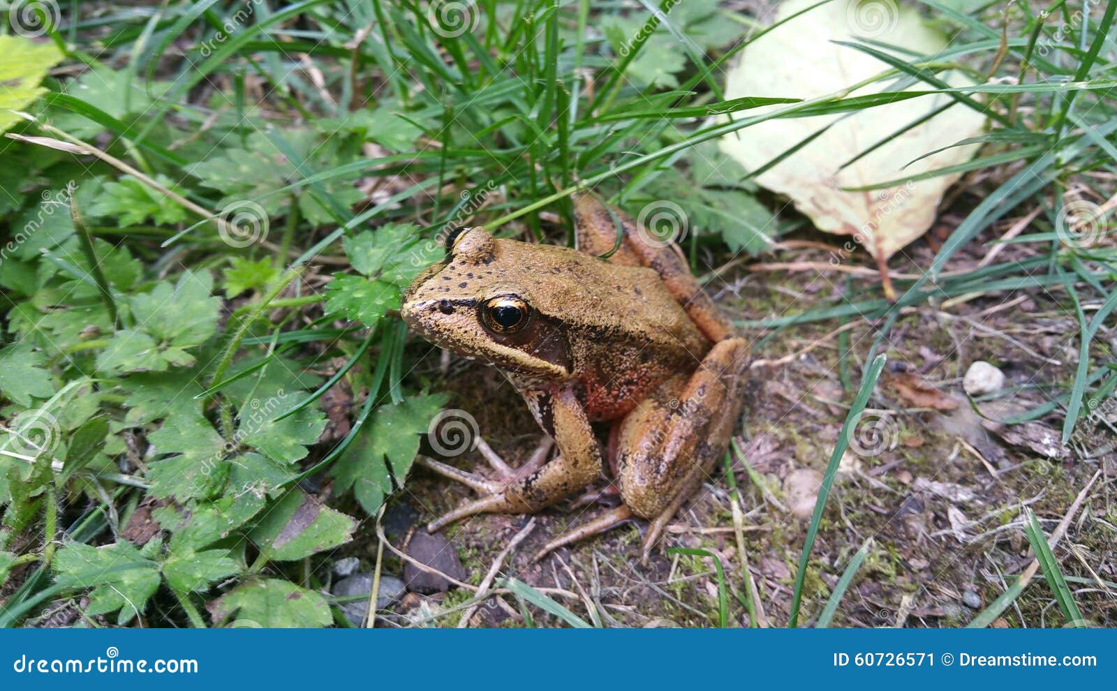 If You Feel Froggy, Jump [1986] - blogsfamous