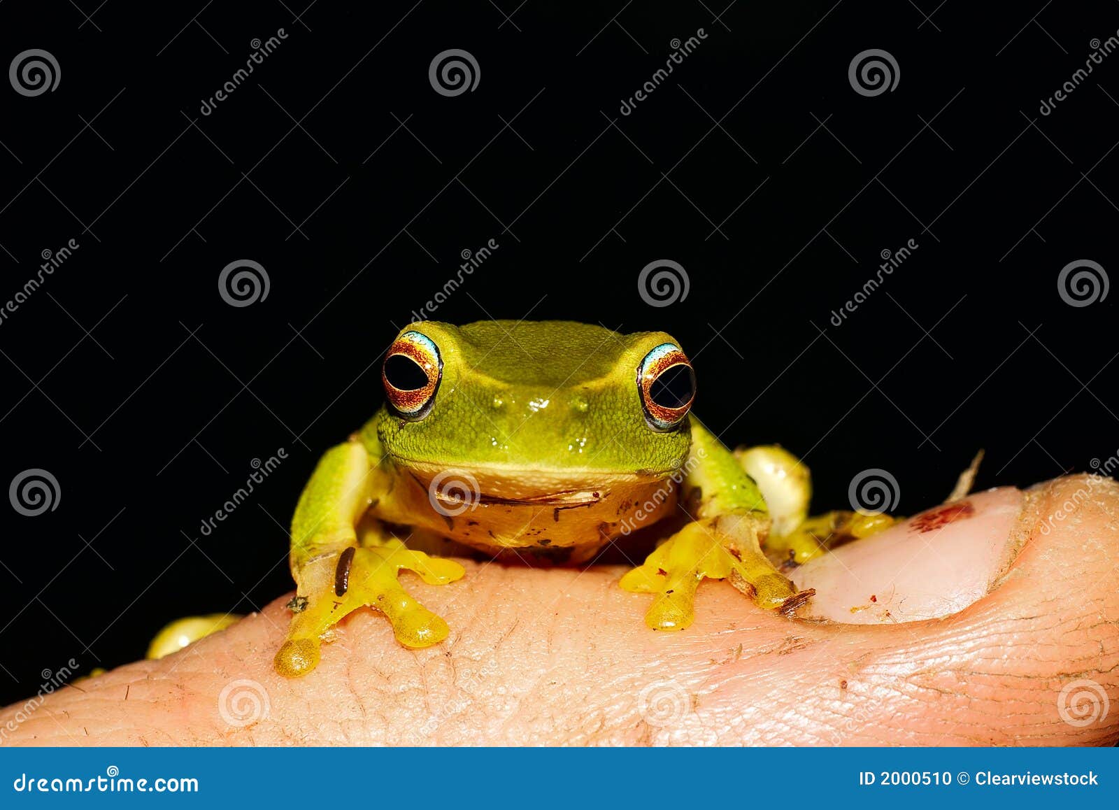 Frog on finger stock photo. Image of fingertip, study - 2000510