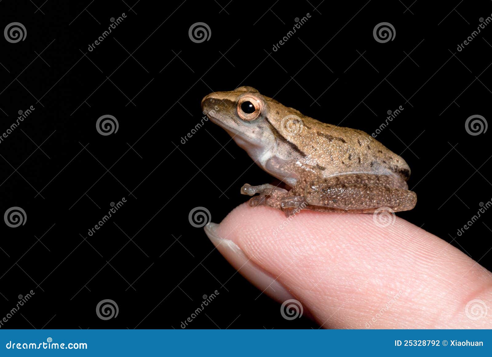 Frog on finger stock photo. Image of froggy, nature, colored - 25328792
