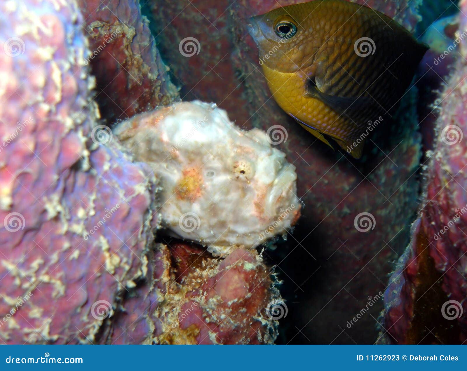 Frog-fish Or Anglerfish Royalty-Free Stock Photo | CartoonDealer.com ...