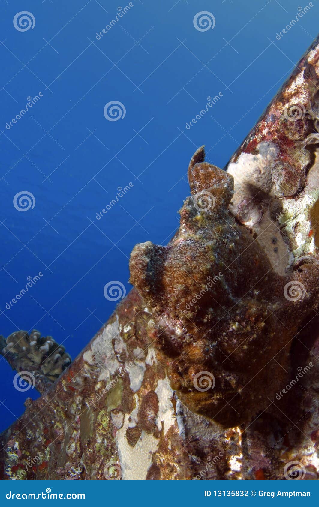 Frog-fish Or Anglerfish Royalty-Free Stock Photo | CartoonDealer.com ...
